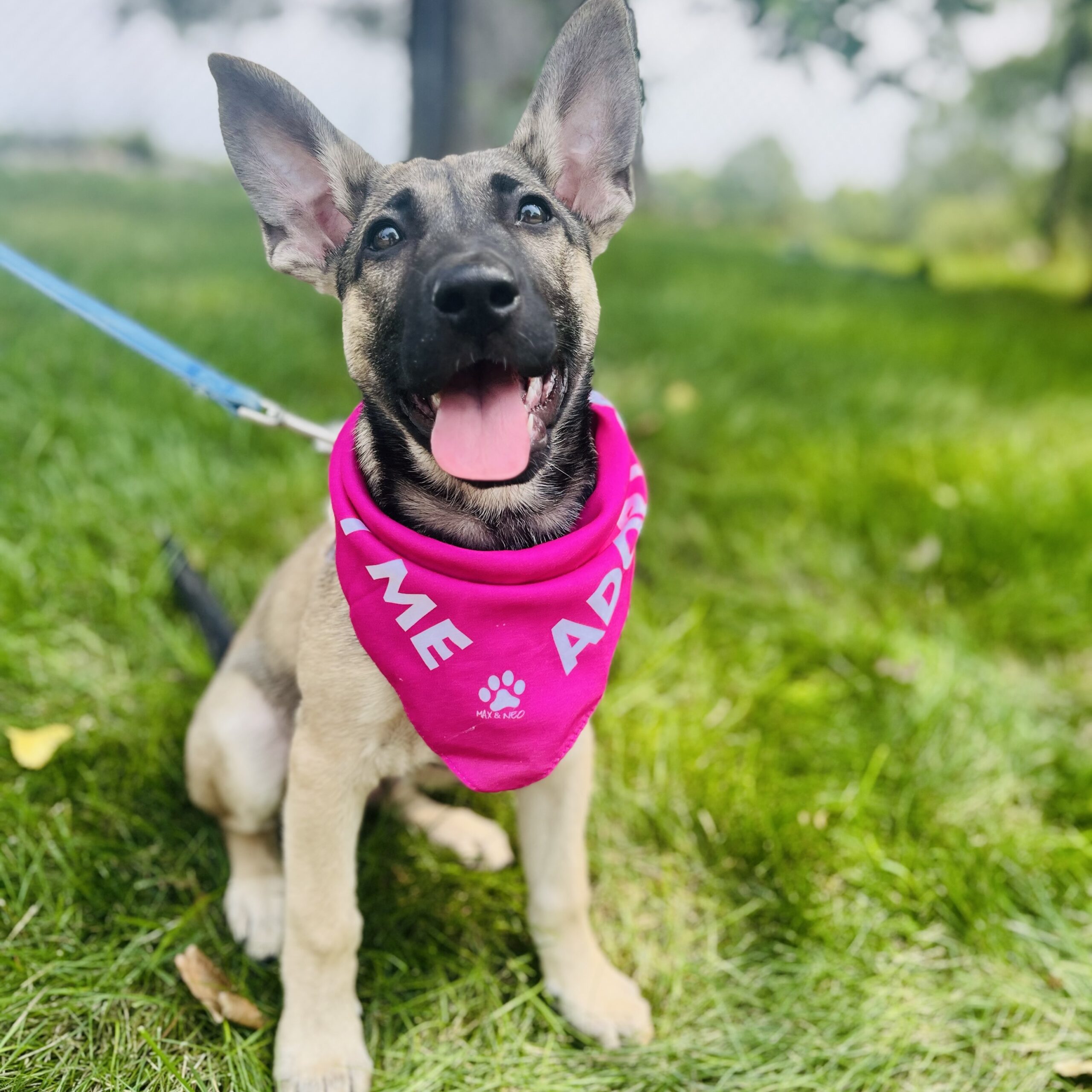 Home - Spot's Last Stop Canine Rescue