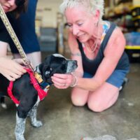 Home - Spot's Last Stop Canine Rescue