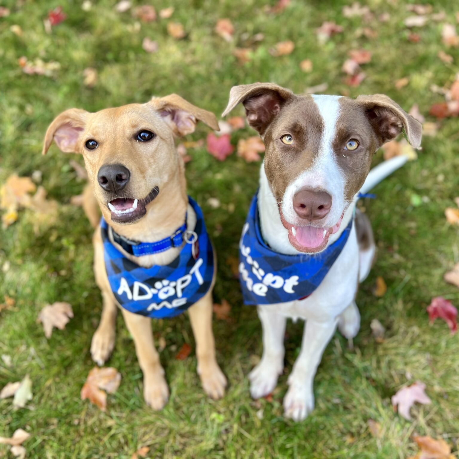 Available Dogs - Spot's Last Stop Canine Rescue