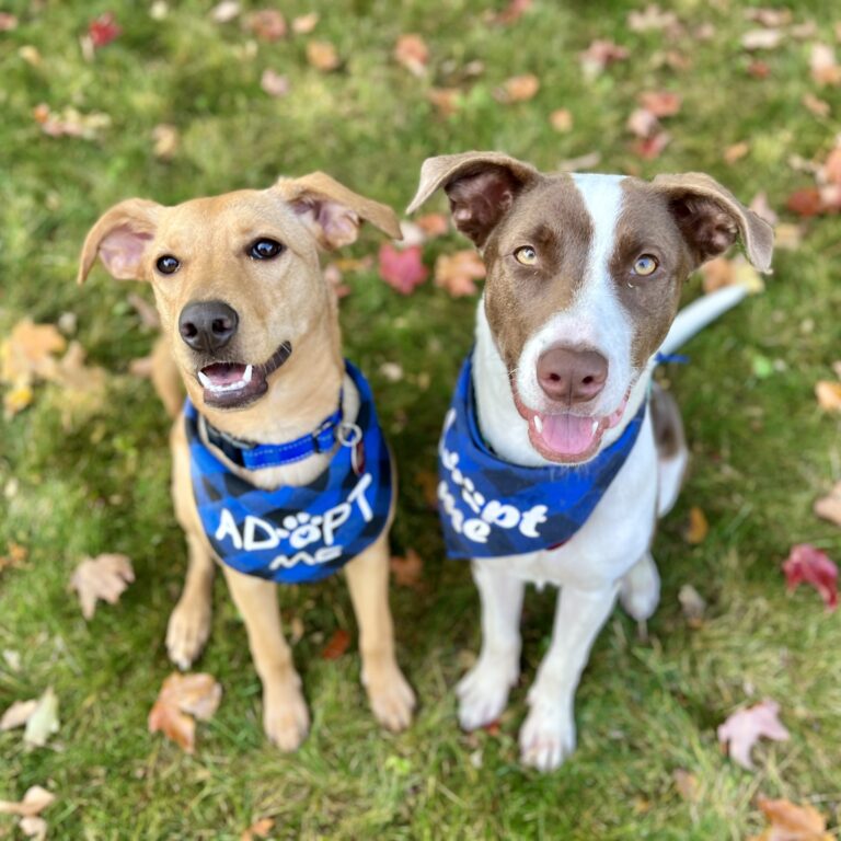 Available Dogs - Spot's Last Stop Canine Rescue