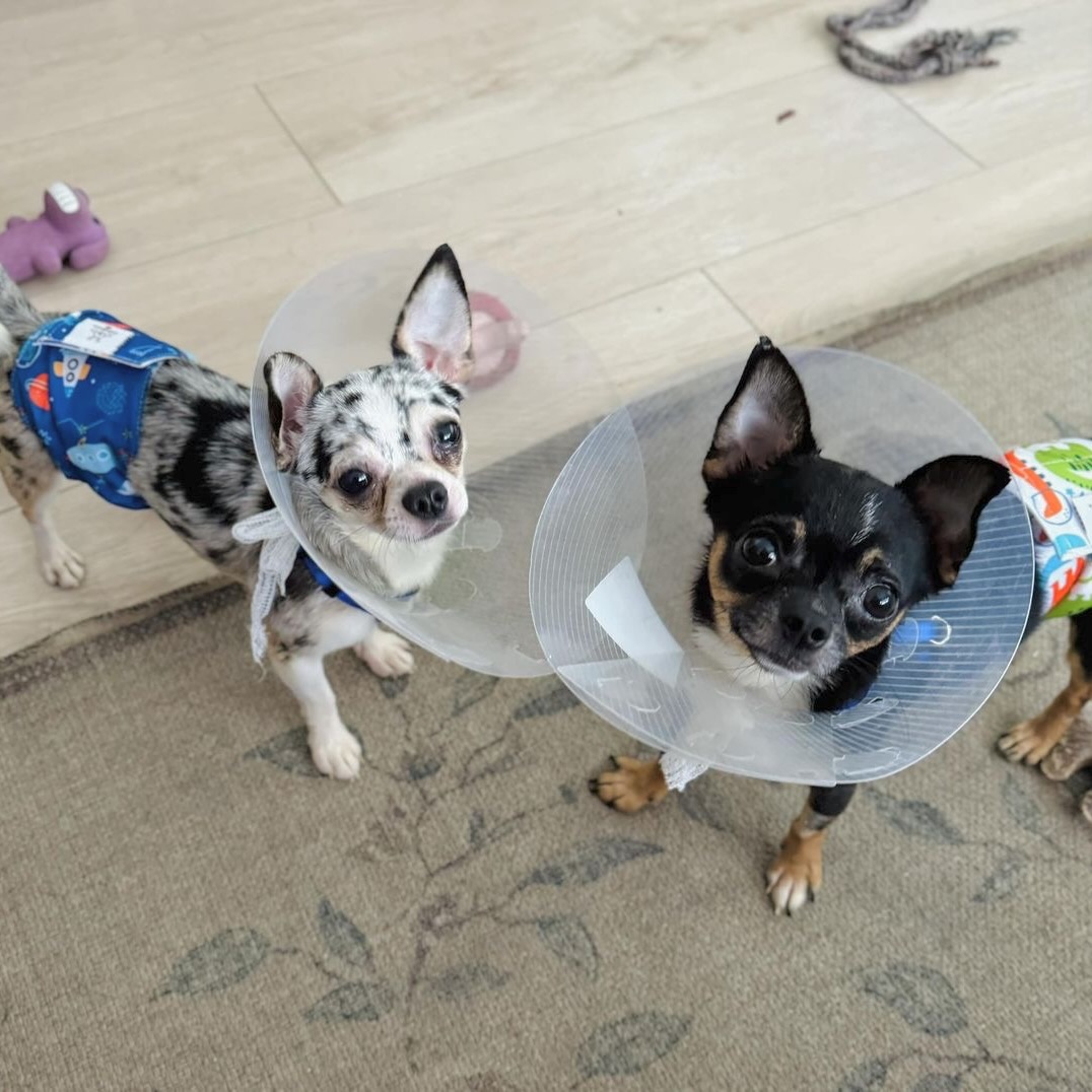Recovery Room Dogs - Spot's Last Stop Canine Rescue