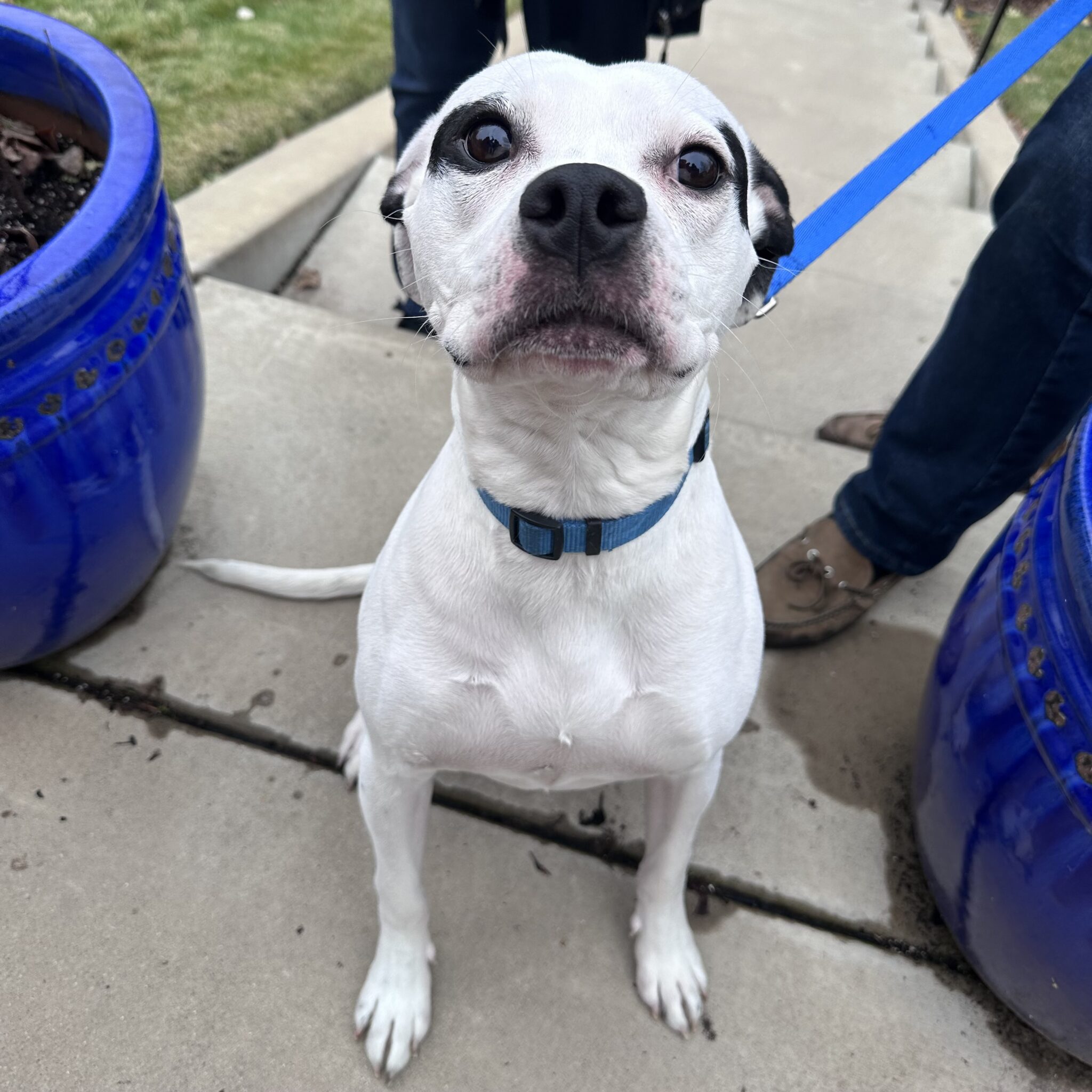 Home - Spot's Last Stop Canine Rescue