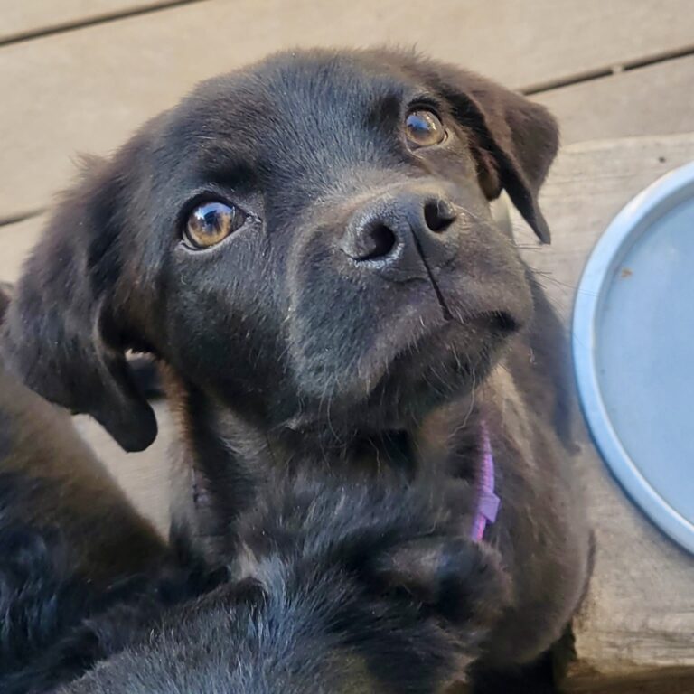 Available Dogs – Spot's Last Stop Canine Rescue