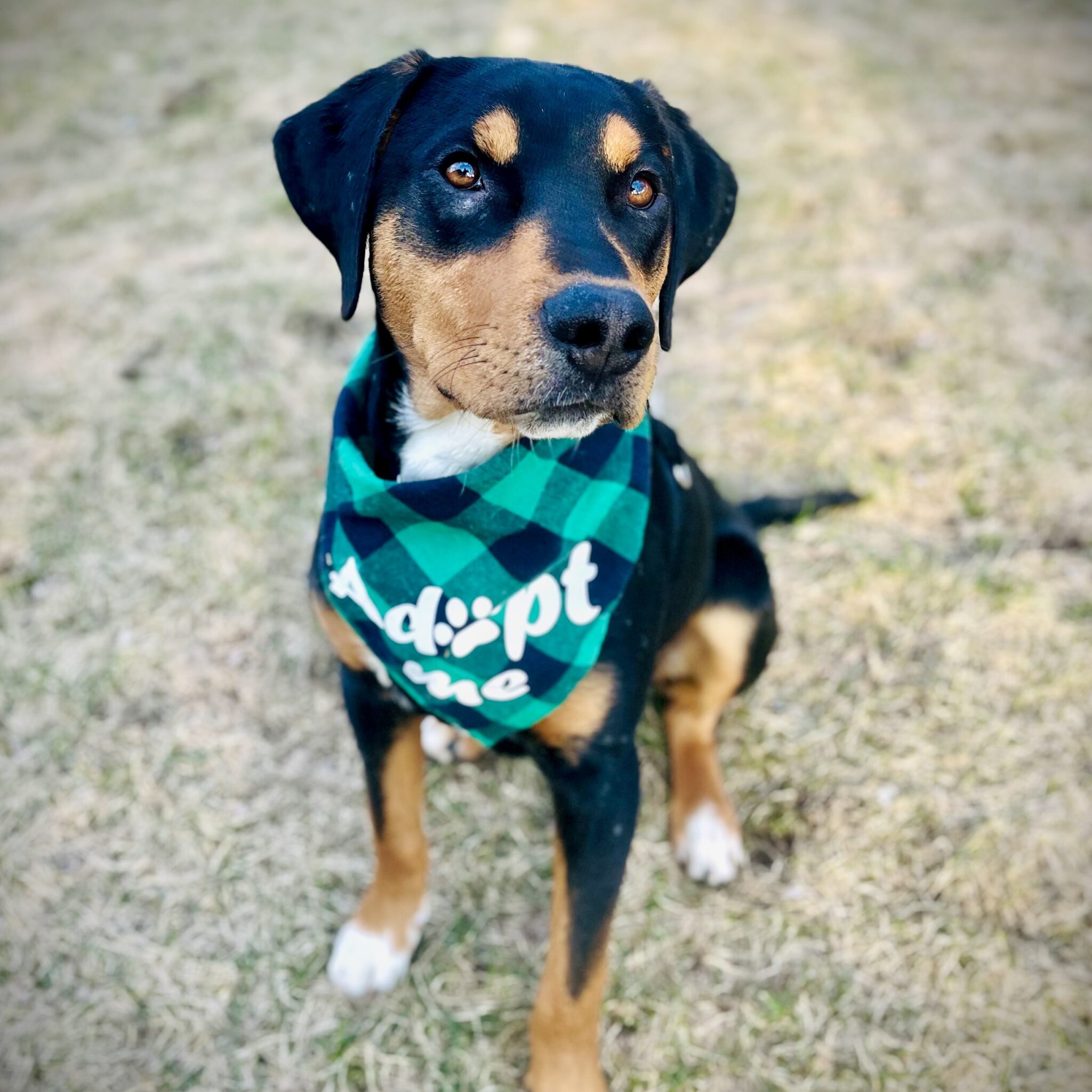 Available Dogs - Spot's Last Stop Canine Rescue