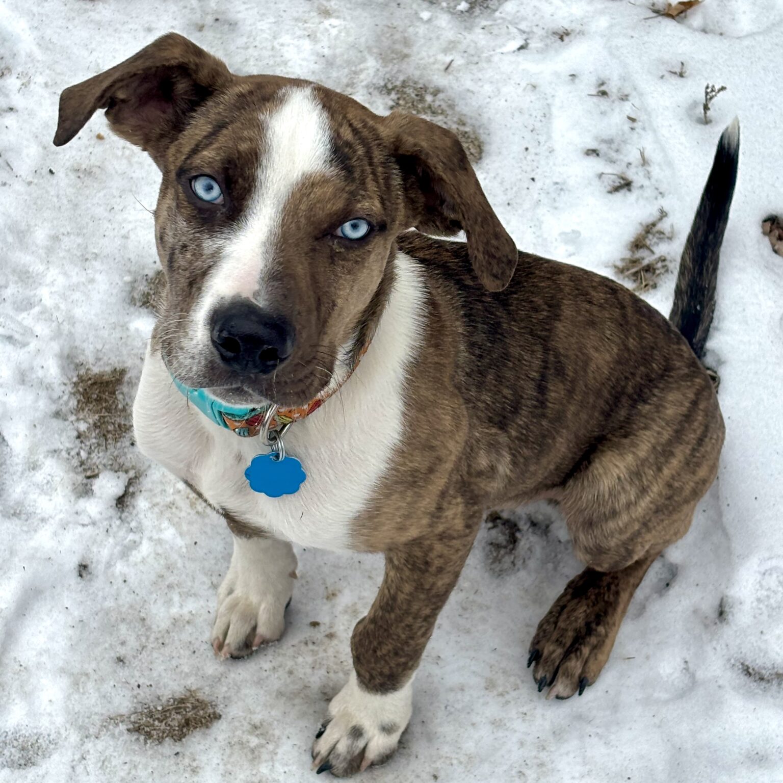 Available Dogs – Spot's Last Stop Canine Rescue