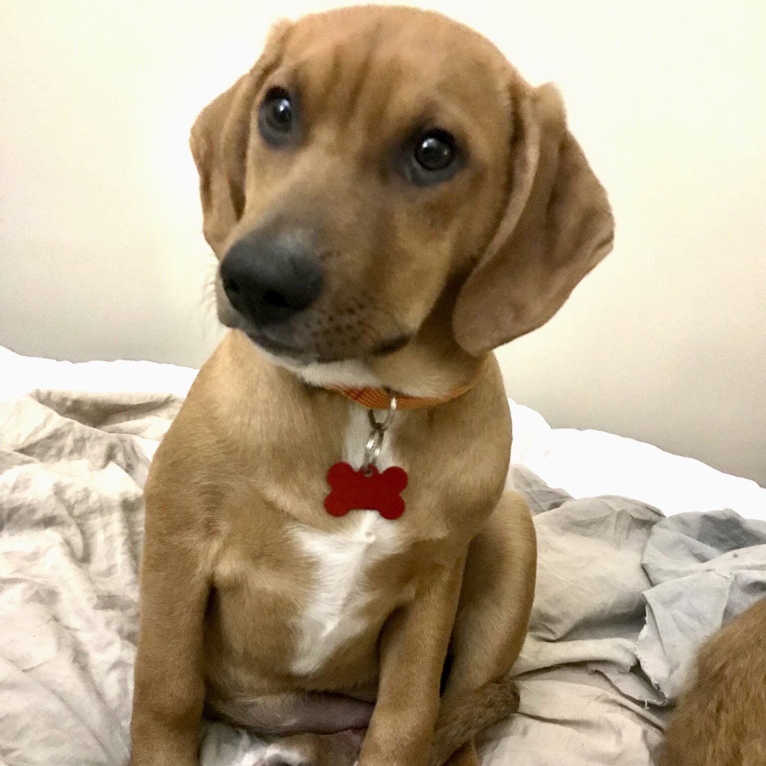 Available Dogs – Spot's Last Stop Canine Rescue