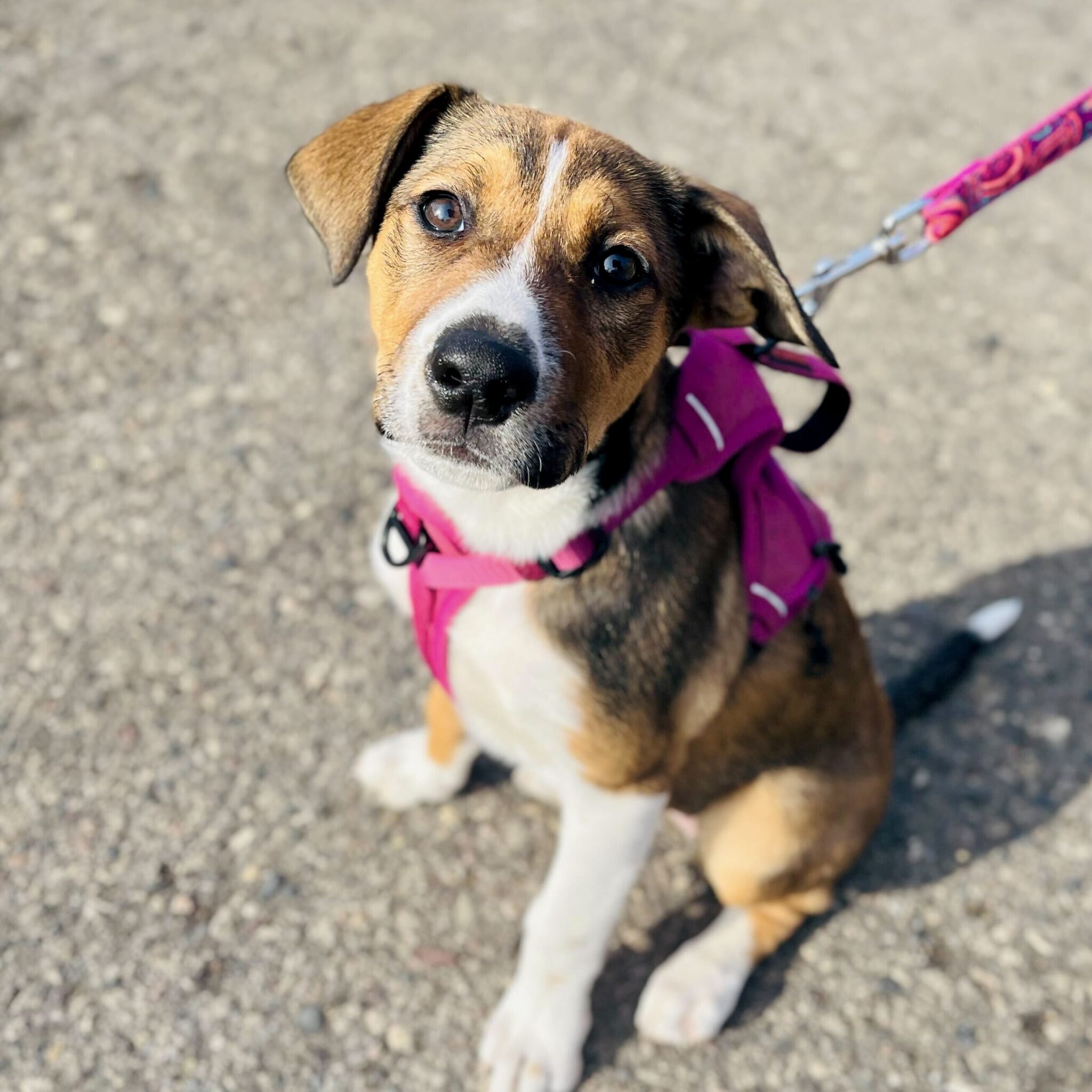 Home - Spot's Last Stop Canine Rescue