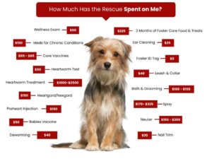 Adoption Fees – Spot's Last Stop Canine Rescue
