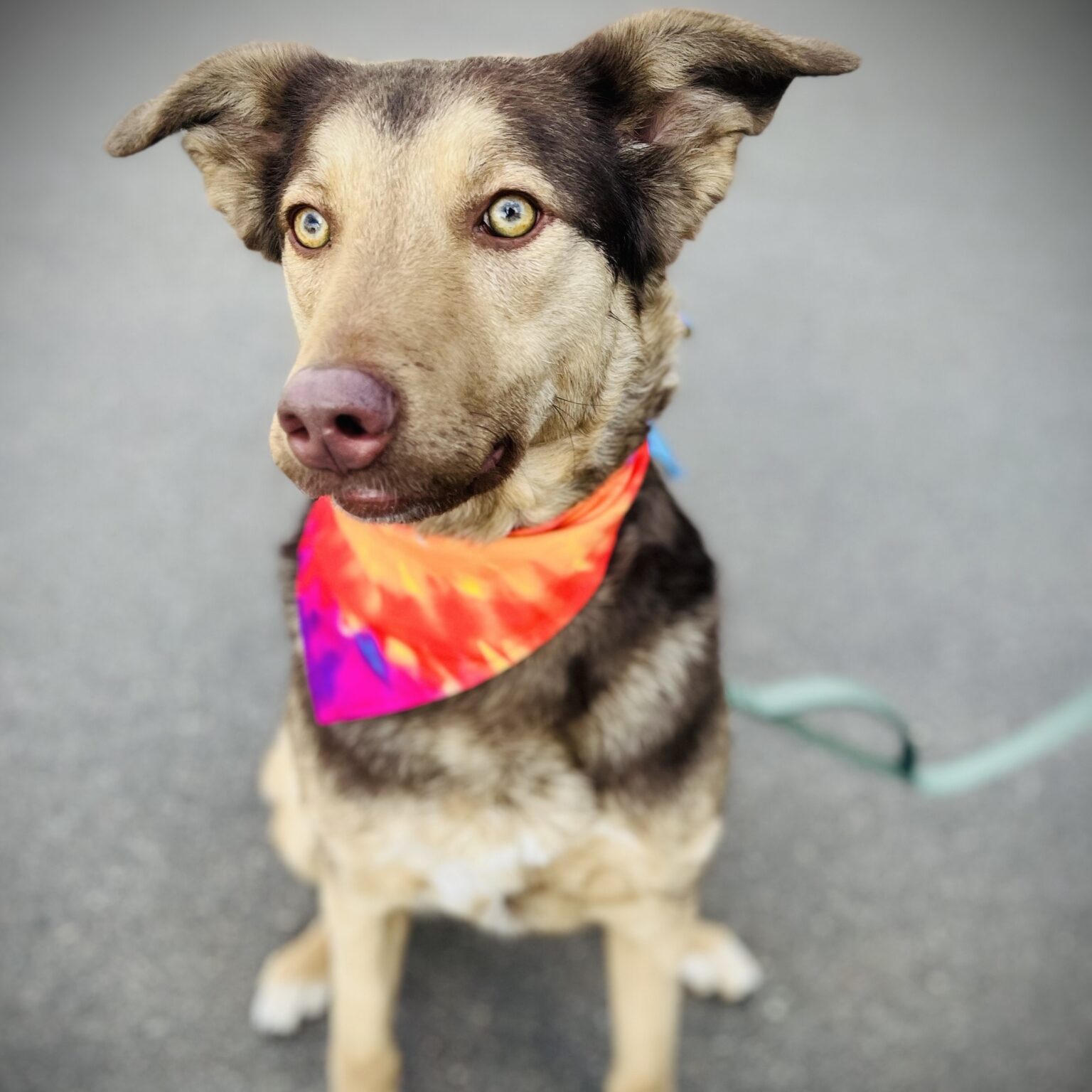 Available Dogs - Spot's Last Stop Canine Rescue