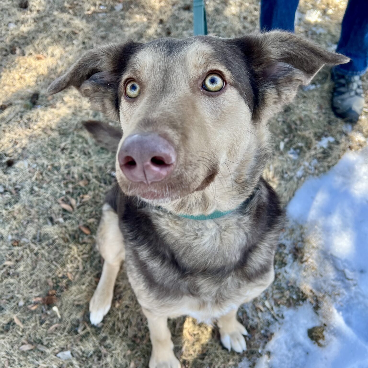 Available Dogs – Spot's Last Stop Canine Rescue