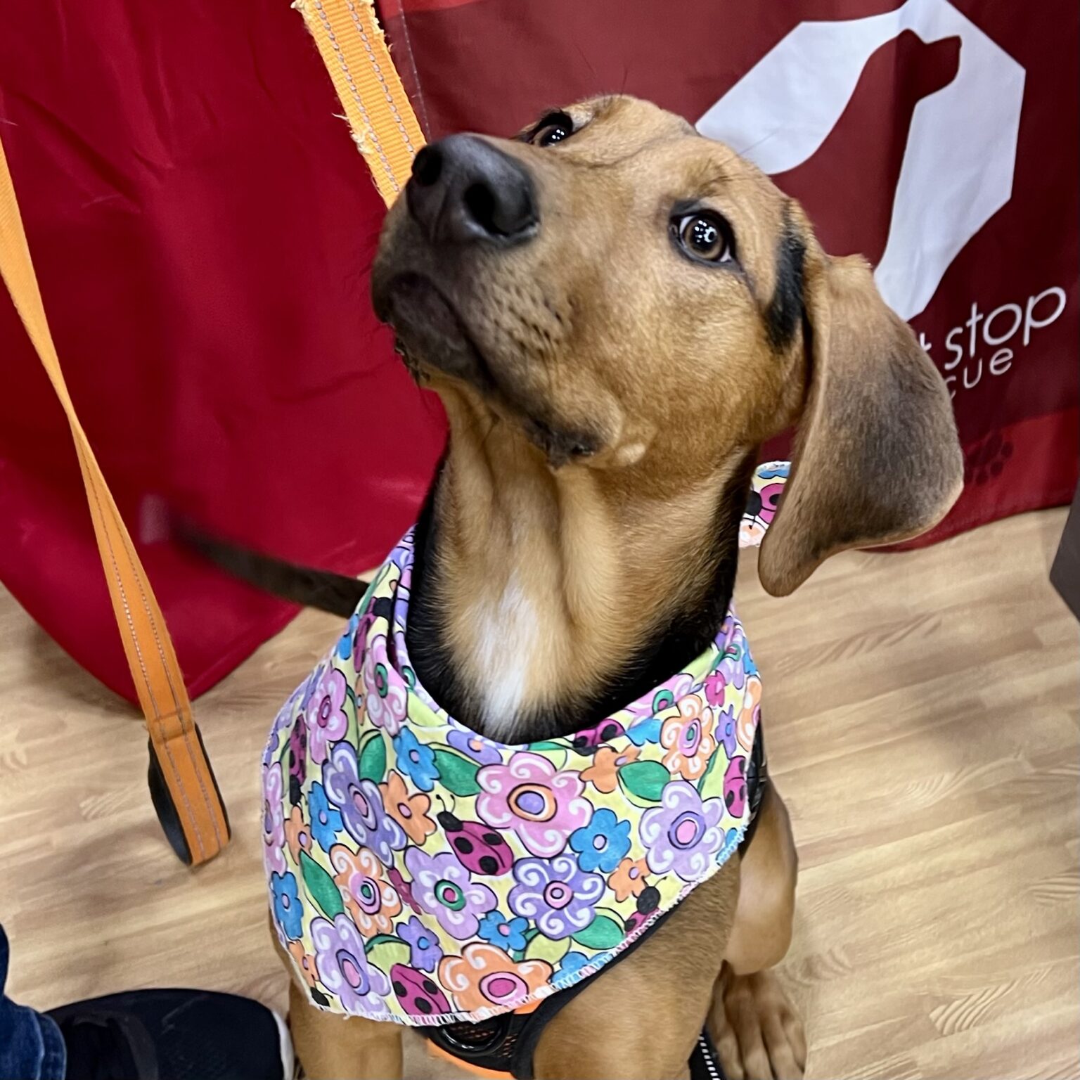 Available Dogs – Spot's Last Stop Canine Rescue