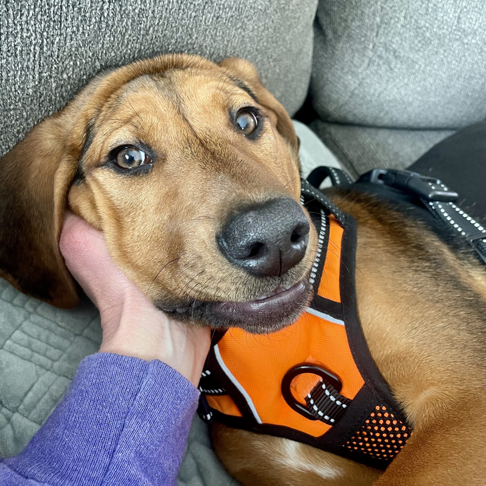 Available Dogs – Spot's Last Stop Canine Rescue