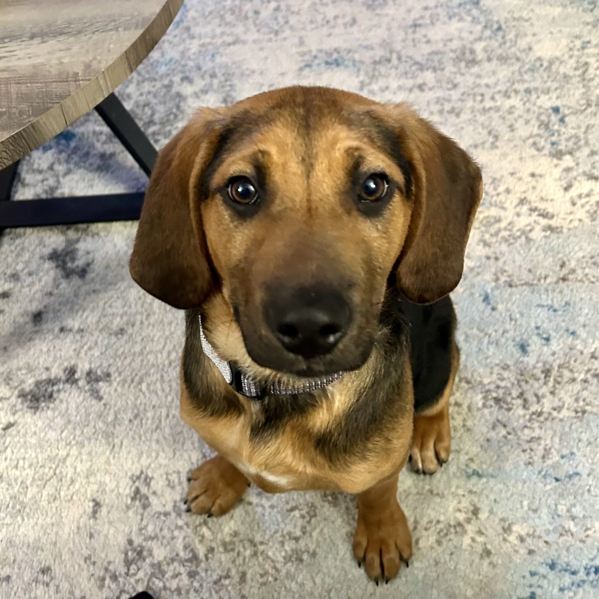 Available Dogs – Spot's Last Stop Canine Rescue