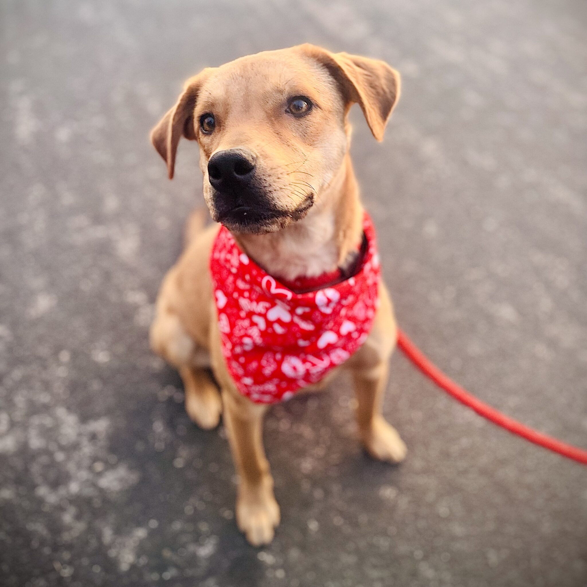 Available Dogs - Spot's Last Stop Canine Rescue