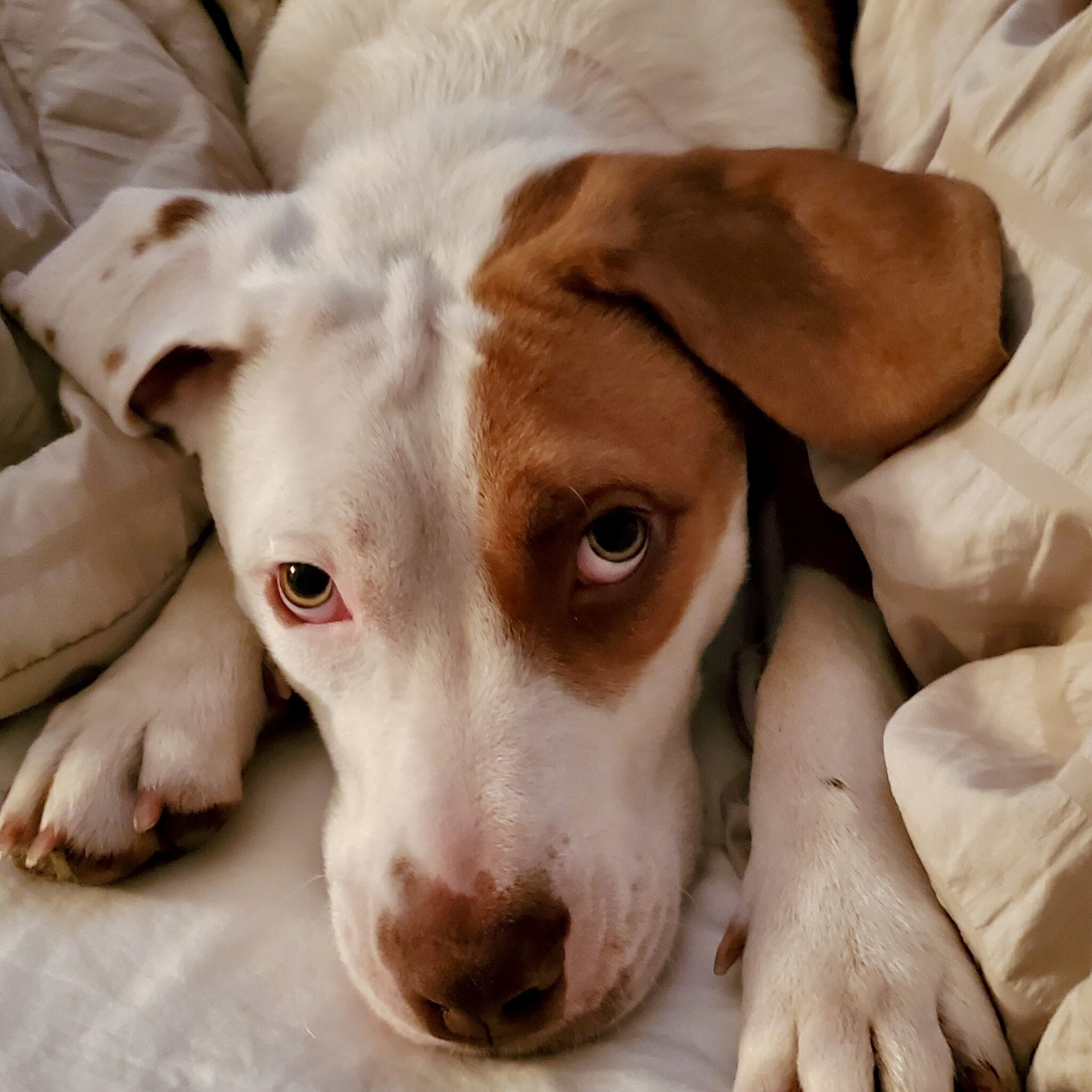 Available Dogs - Spot's Last Stop Canine Rescue