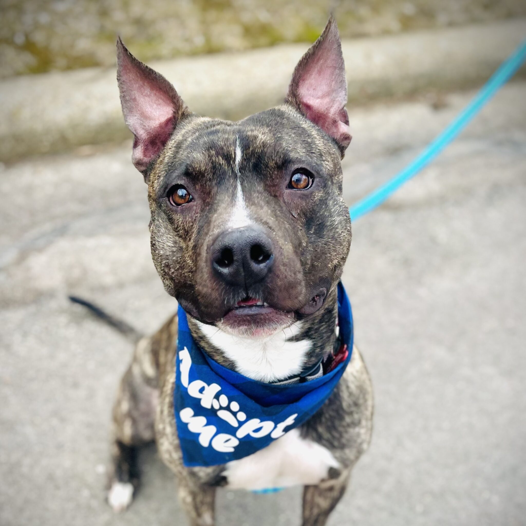 Available Dogs - Spot's Last Stop Canine Rescue