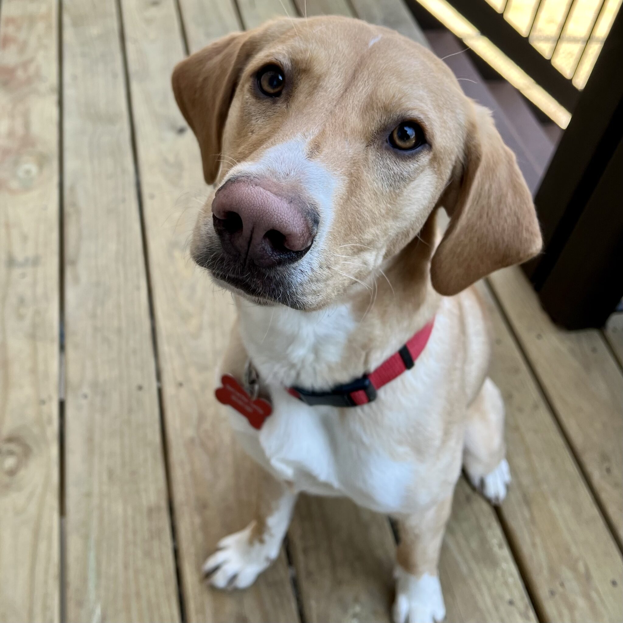 Available Dogs - Spot's Last Stop Canine Rescue