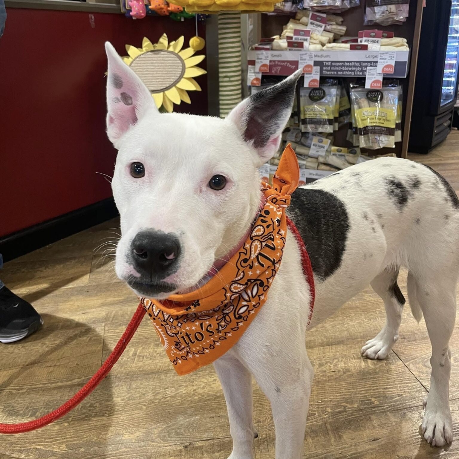 Available Dogs - Spot's Last Stop Canine Rescue