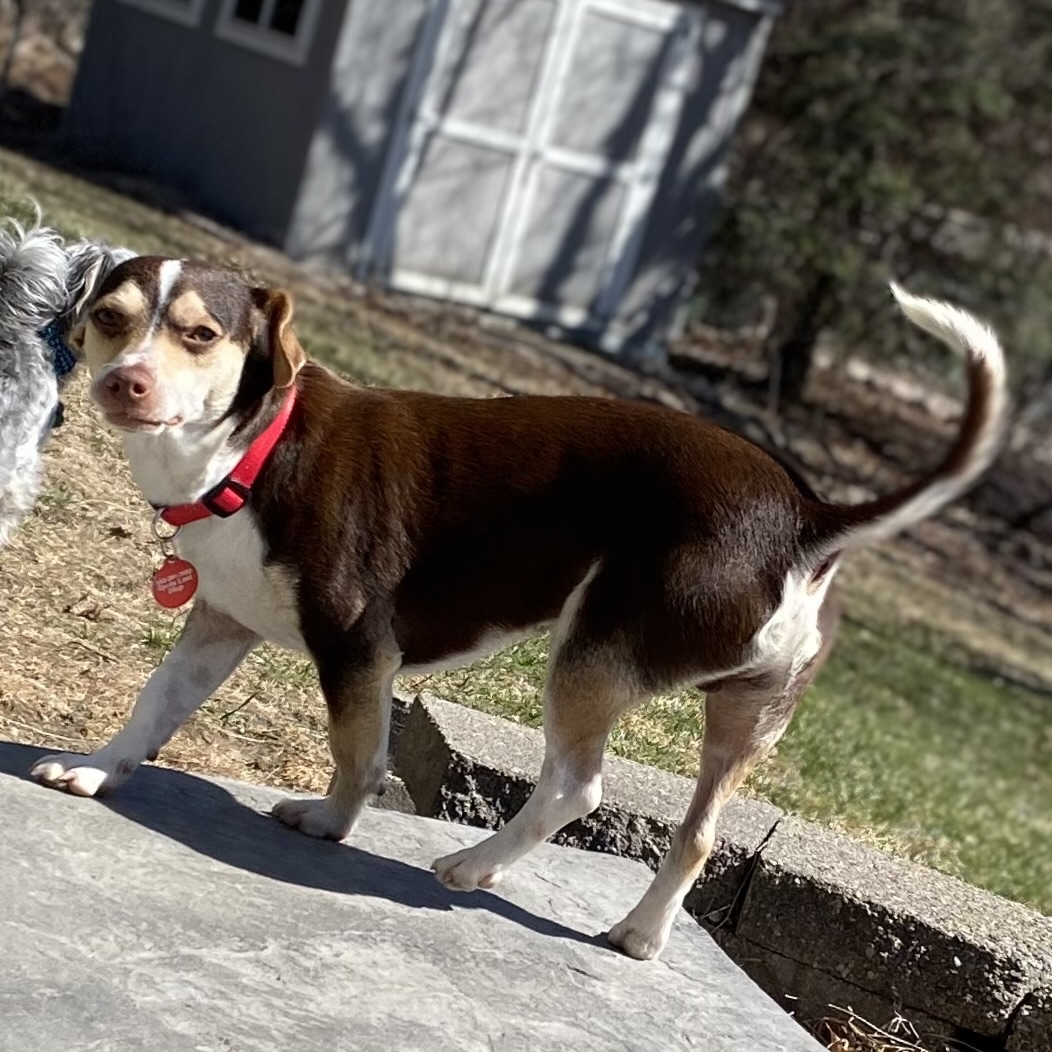 Chevy - Spot's Last Stop Canine Rescue