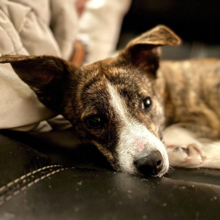 Available Dogs - Spot's Last Stop Canine Rescue