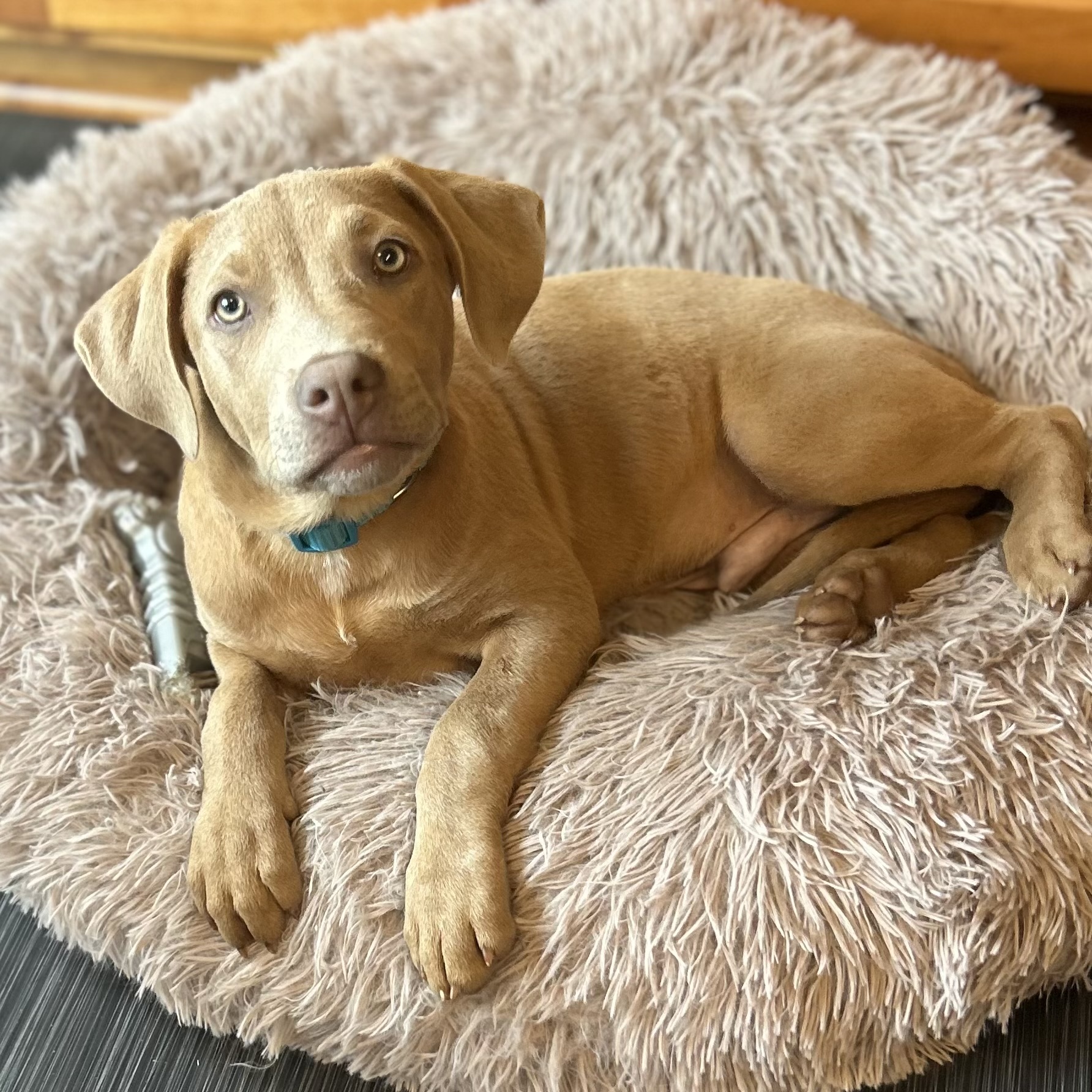 Simba - Spot's Last Stop Canine Rescue