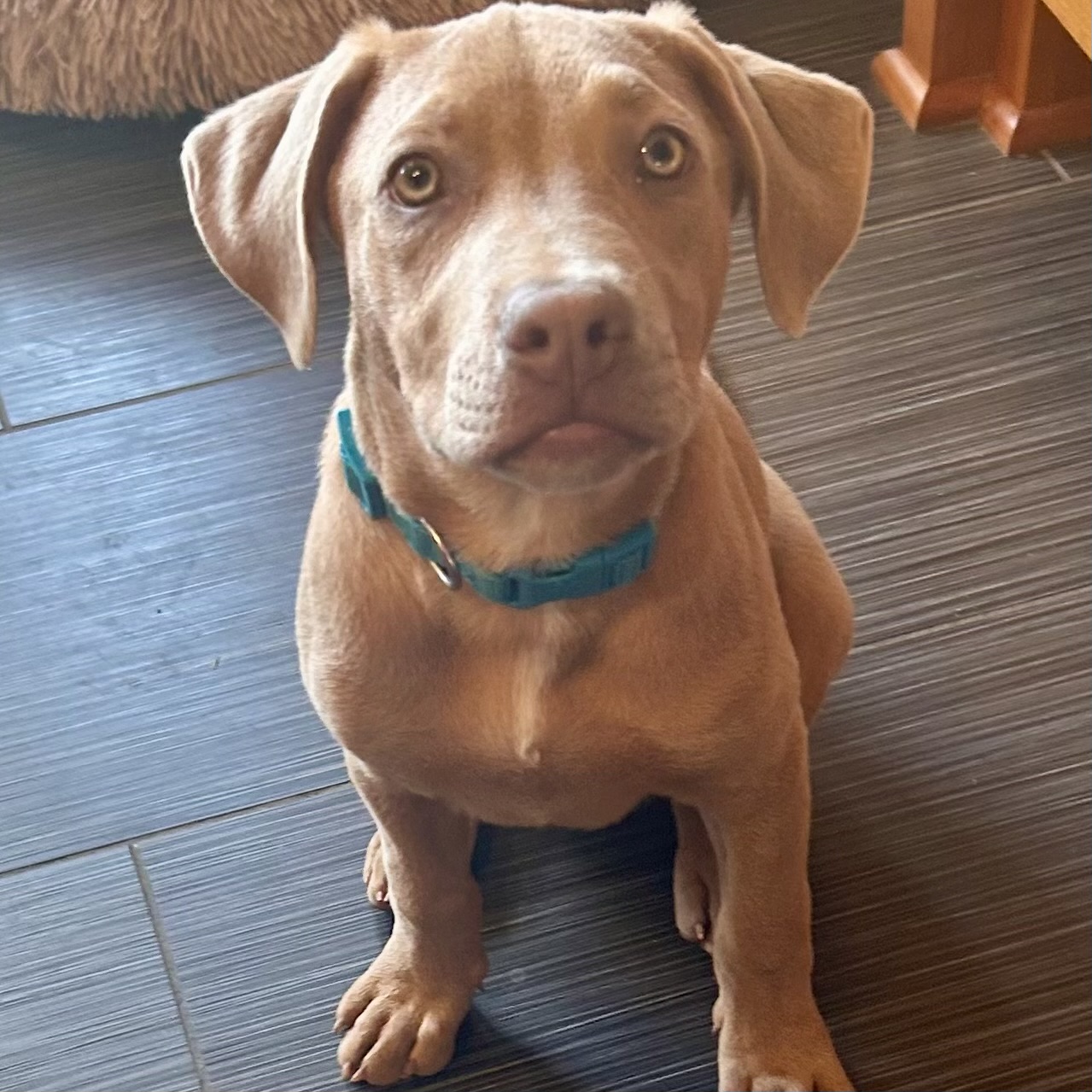 Simba - Spot's Last Stop Canine Rescue