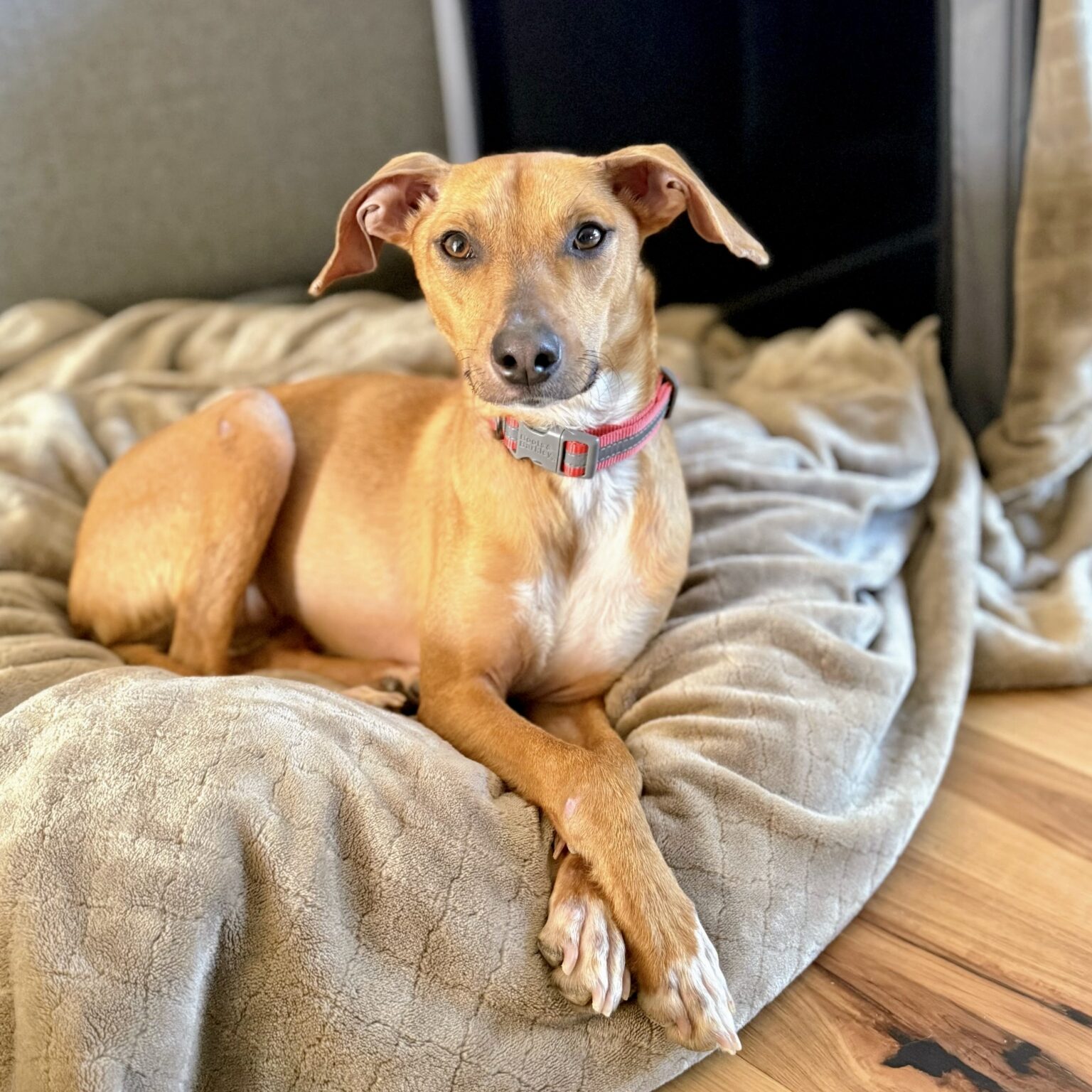 Available Dogs - Spot's Last Stop Canine Rescue