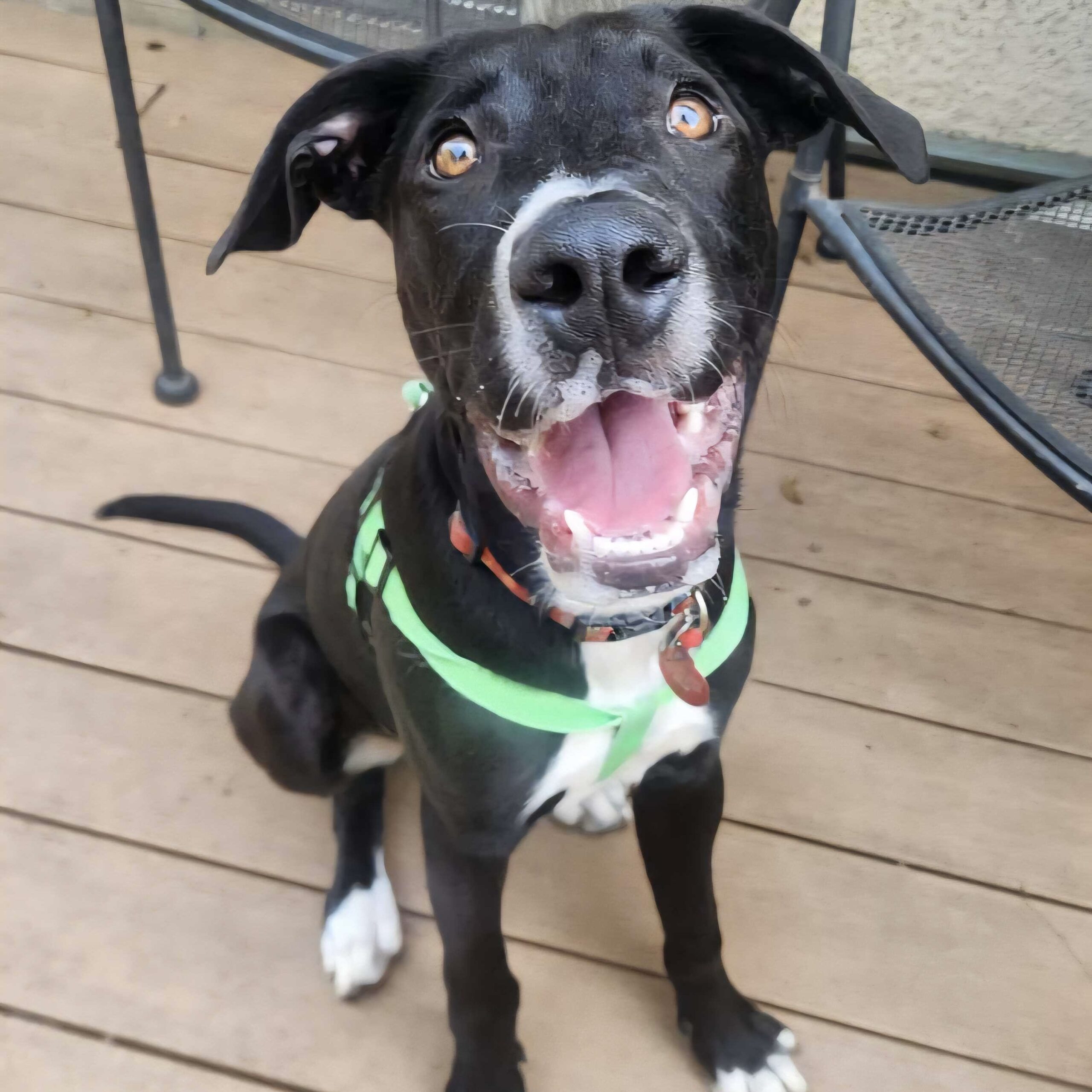 Boots - Spot's Last Stop Canine Rescue