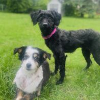 Available Dogs - Spot's Last Stop Canine Rescue