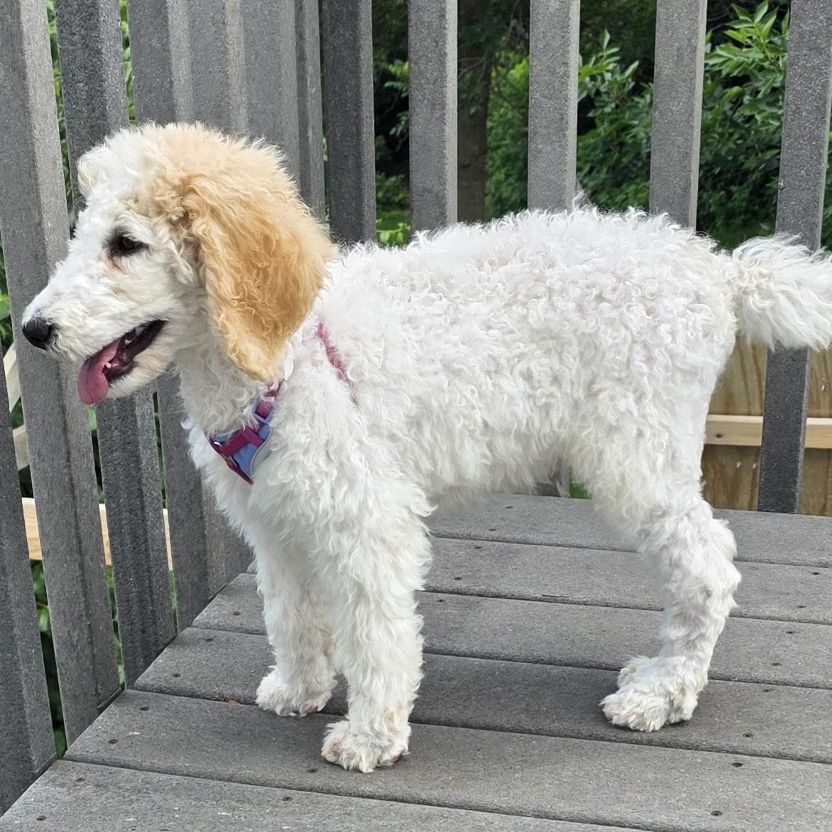 Sunny - Spot's Last Stop Canine Rescue