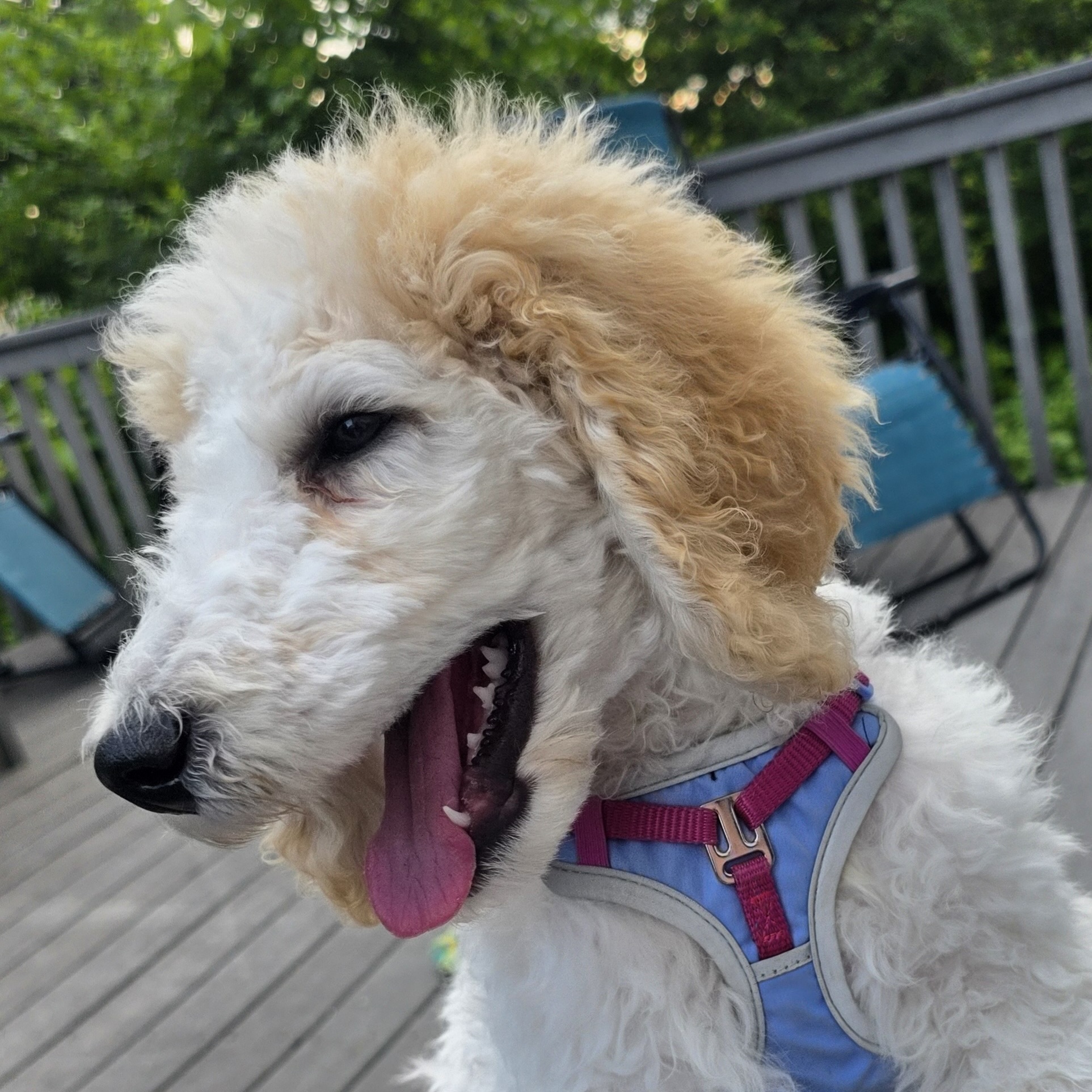 Sunny - Spot's Last Stop Canine Rescue