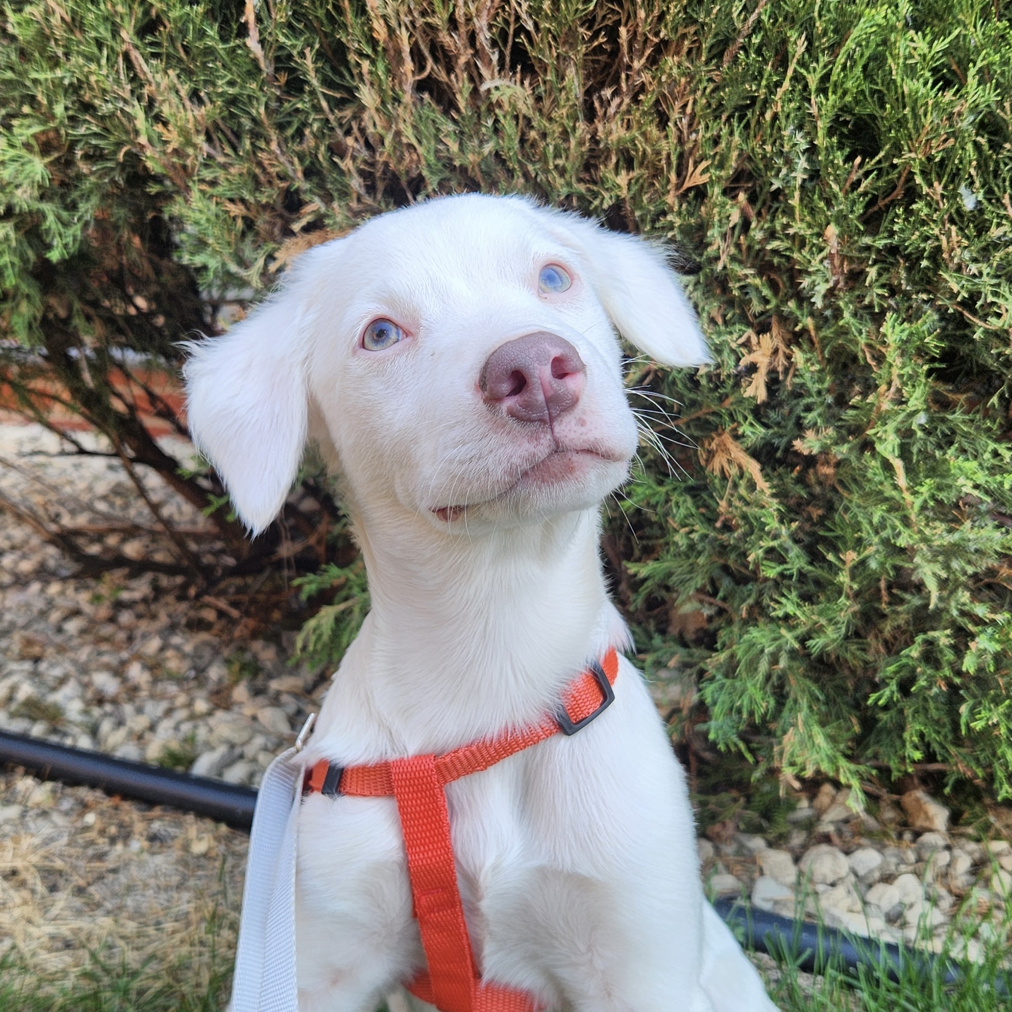 Nala - Spot's Last Stop Canine Rescue