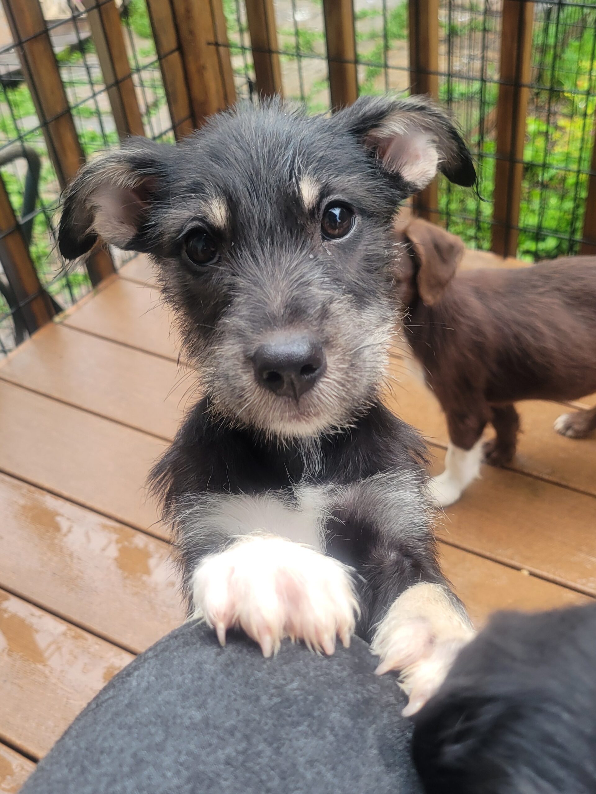 Carly - Spot's Last Stop Canine Rescue