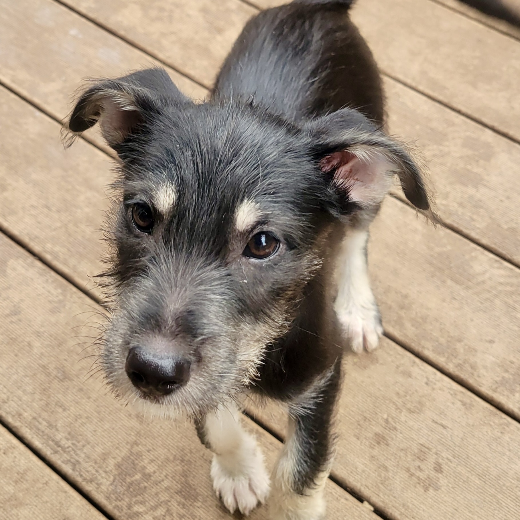 Carly - Spot's Last Stop Canine Rescue