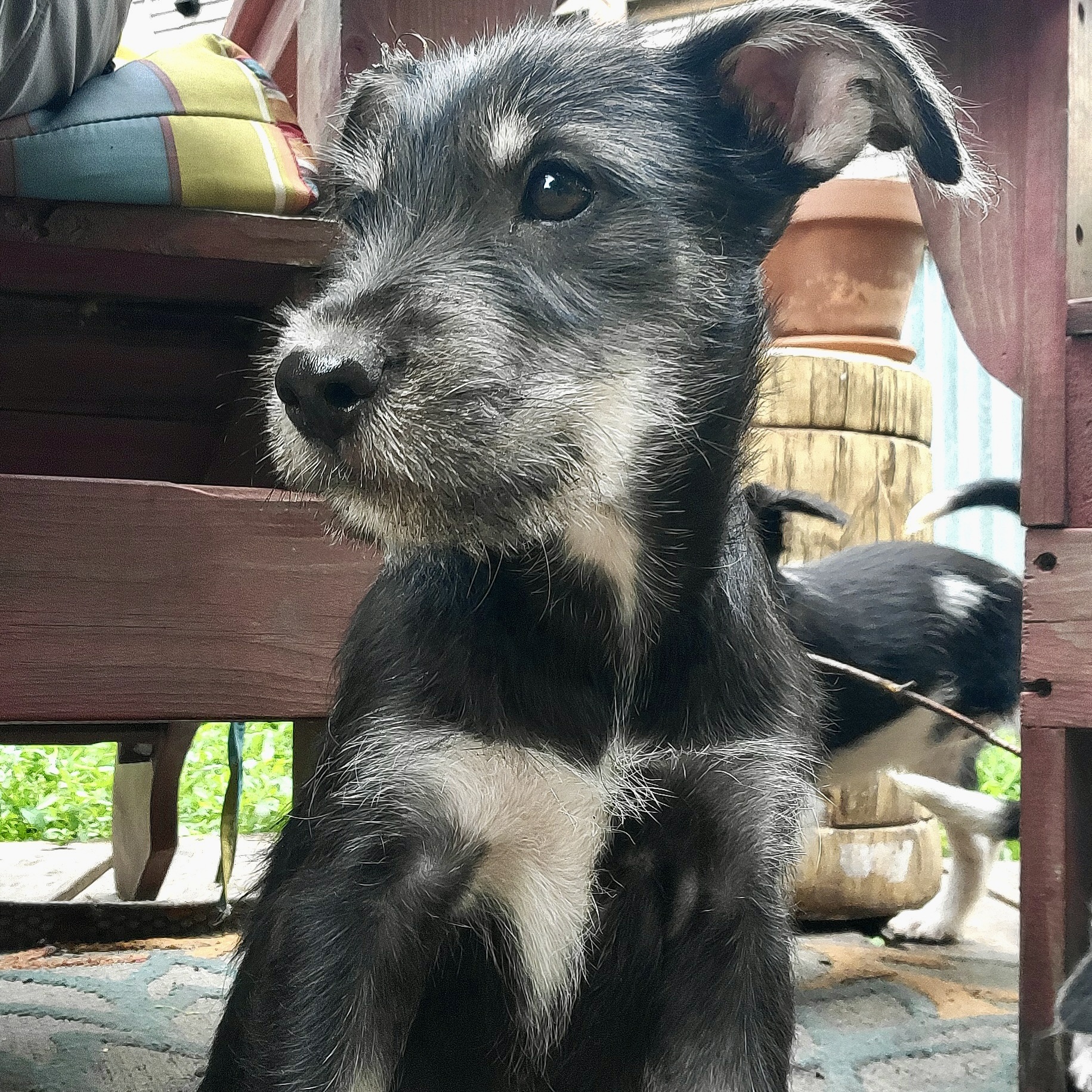 Carly - Spot's Last Stop Canine Rescue