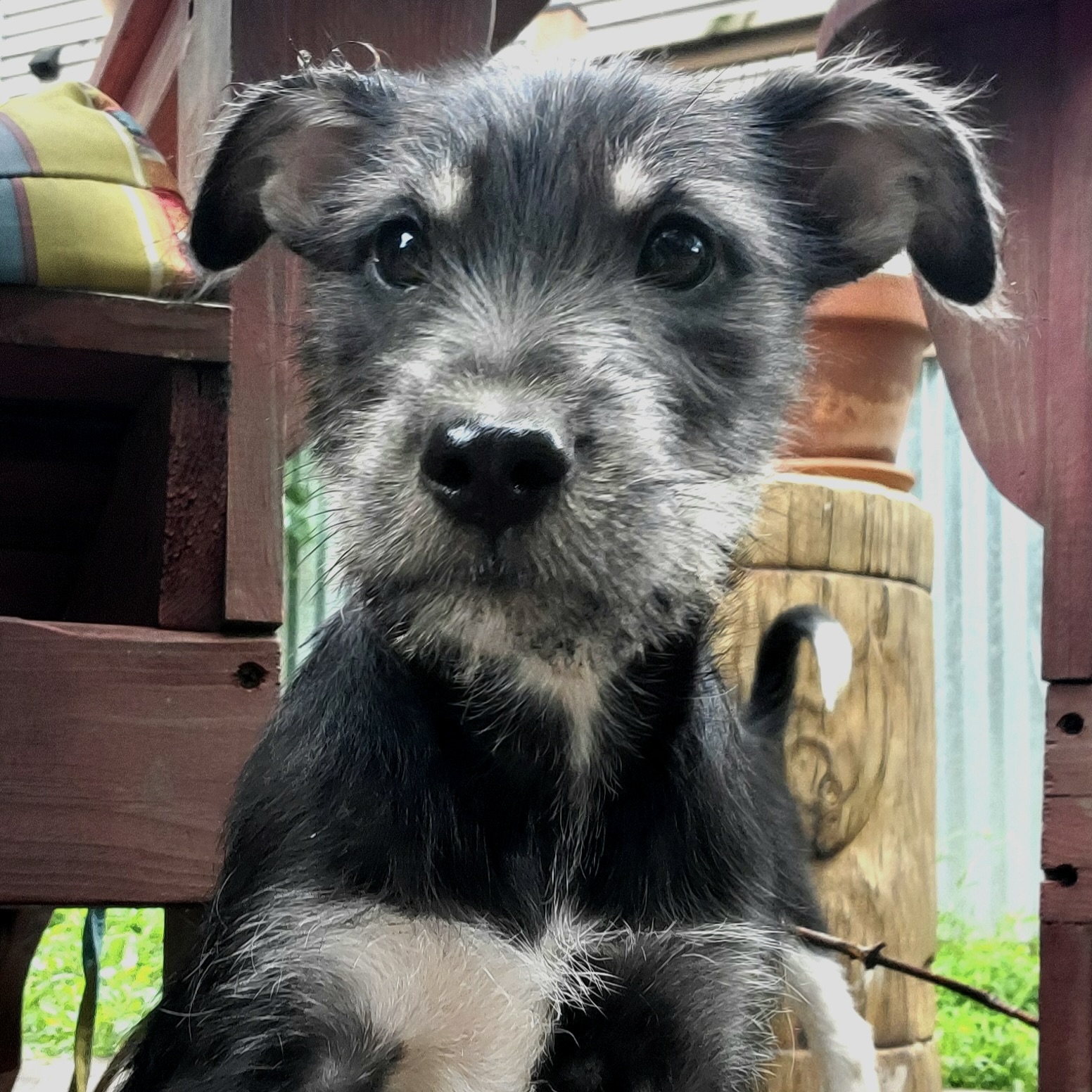 Carly - Spot's Last Stop Canine Rescue