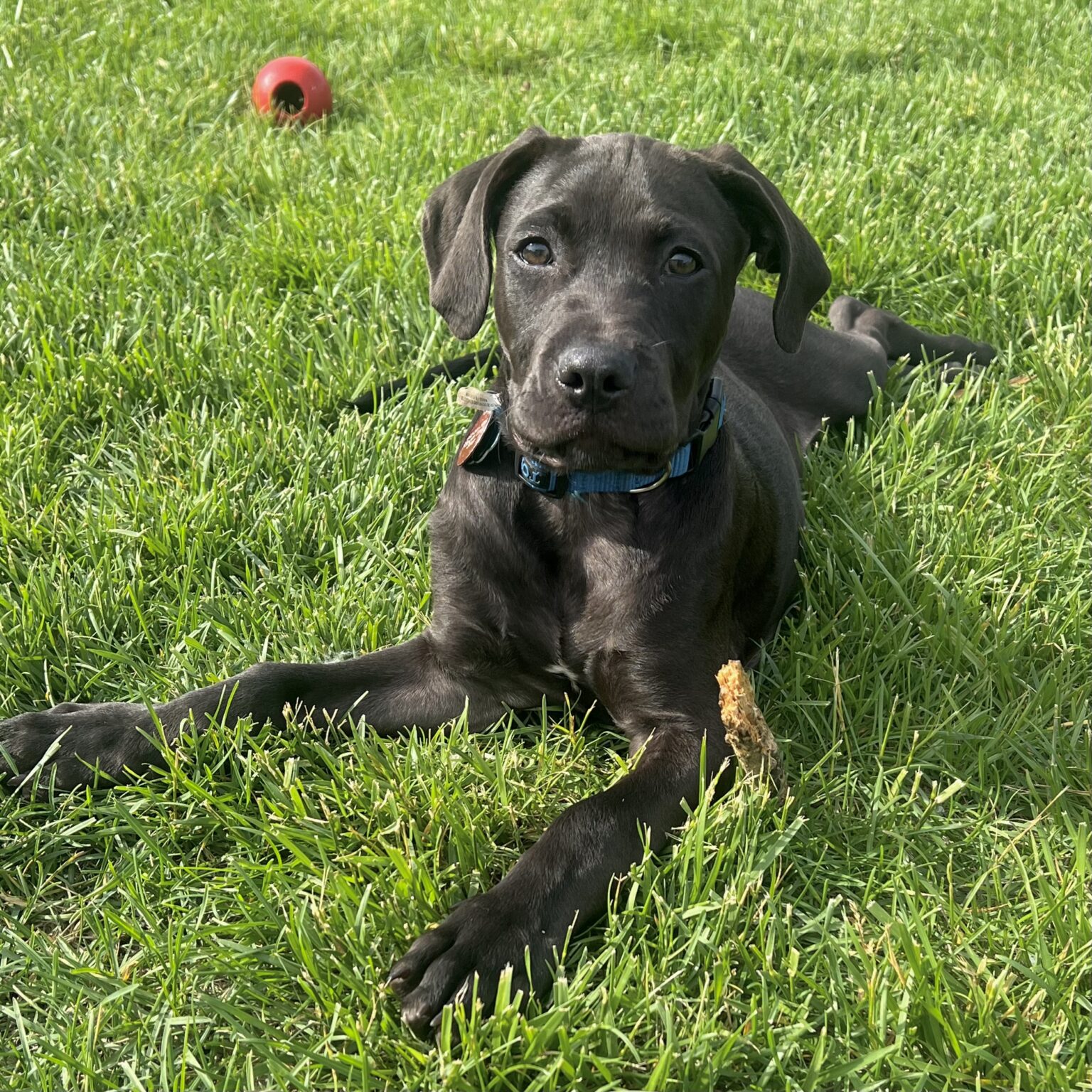 Available Dogs - Spot's Last Stop Canine Rescue