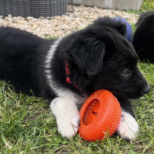 Fabio - Spot's Last Stop Canine Rescue