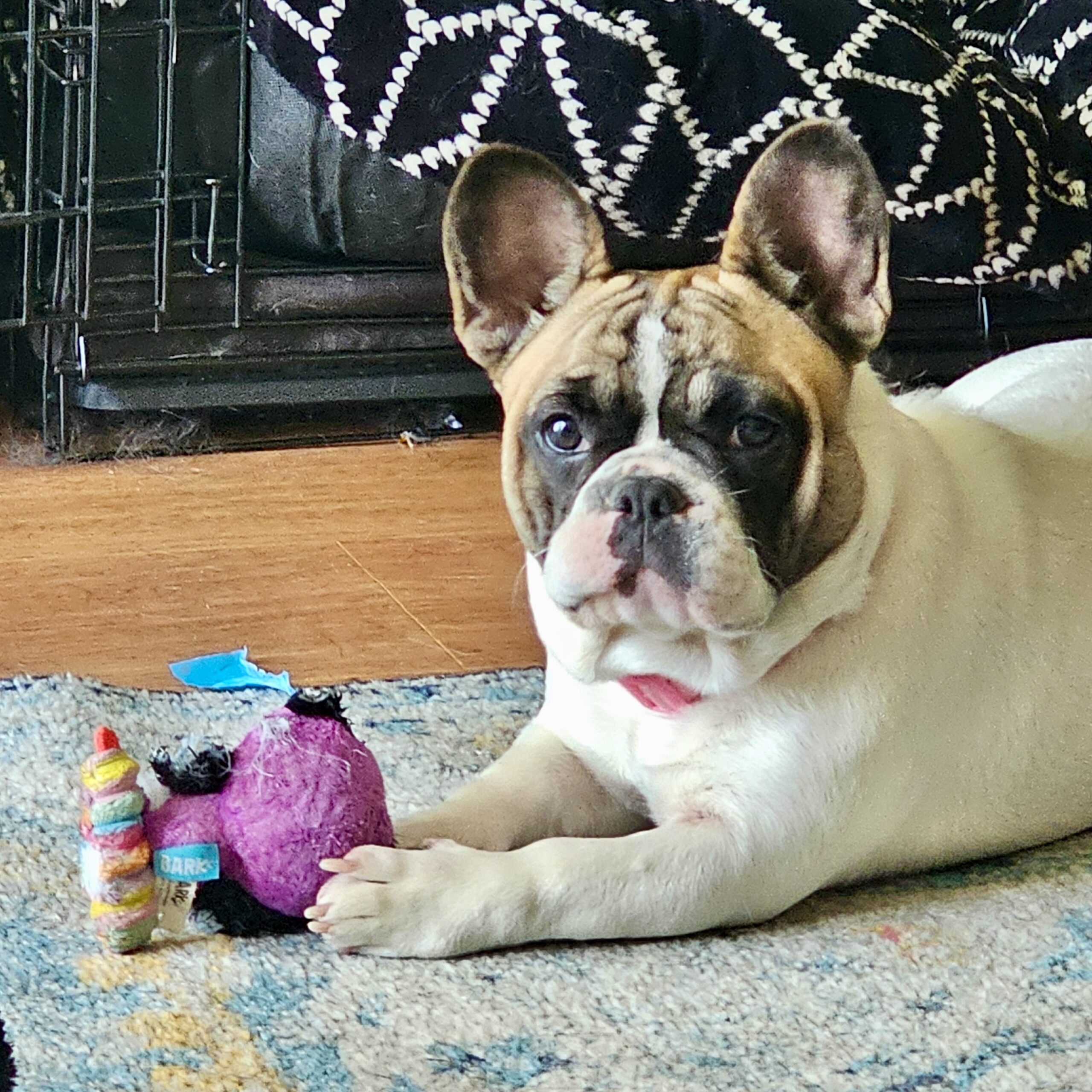Tilly - Spot's Last Stop Canine Rescue