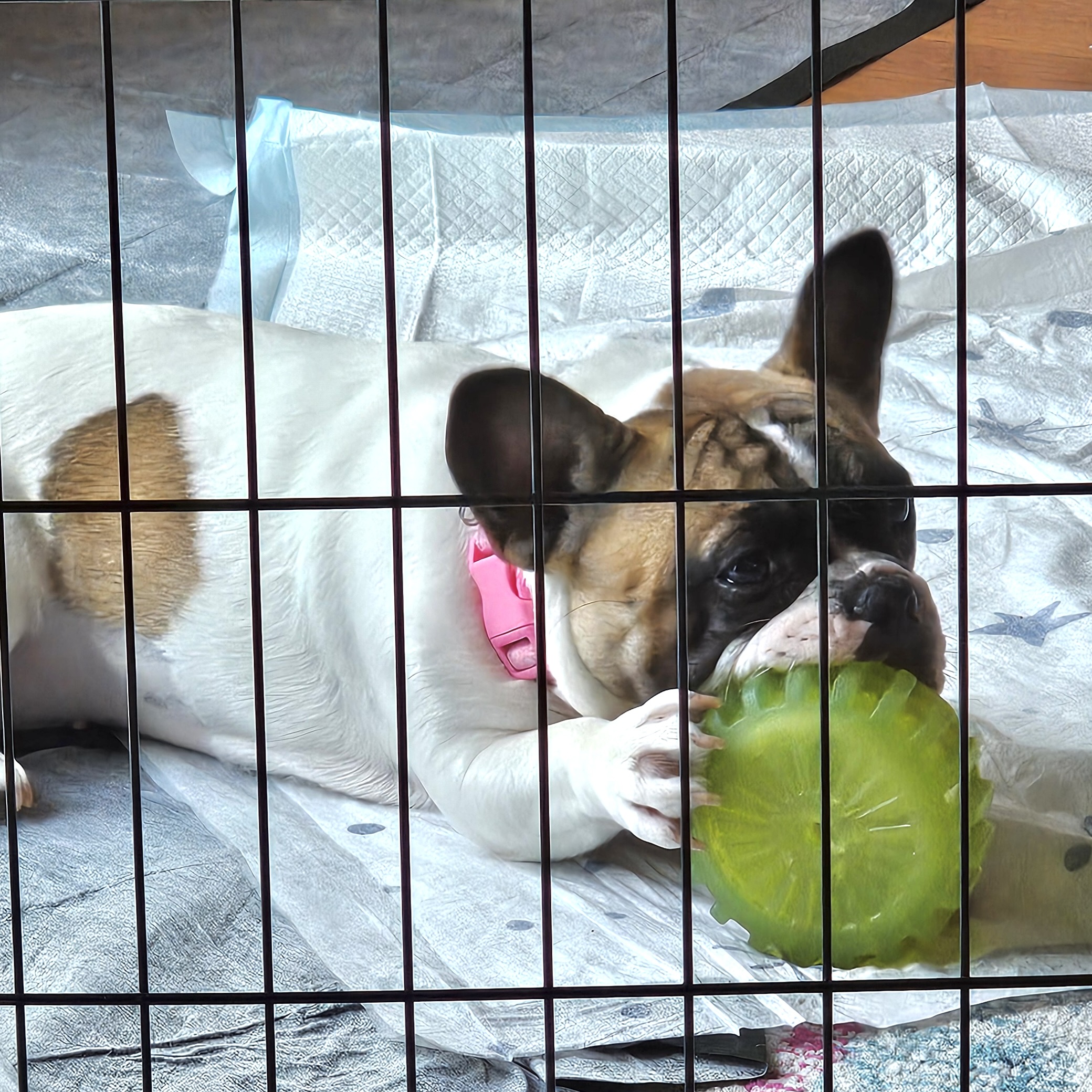 Tilly - Spot's Last Stop Canine Rescue