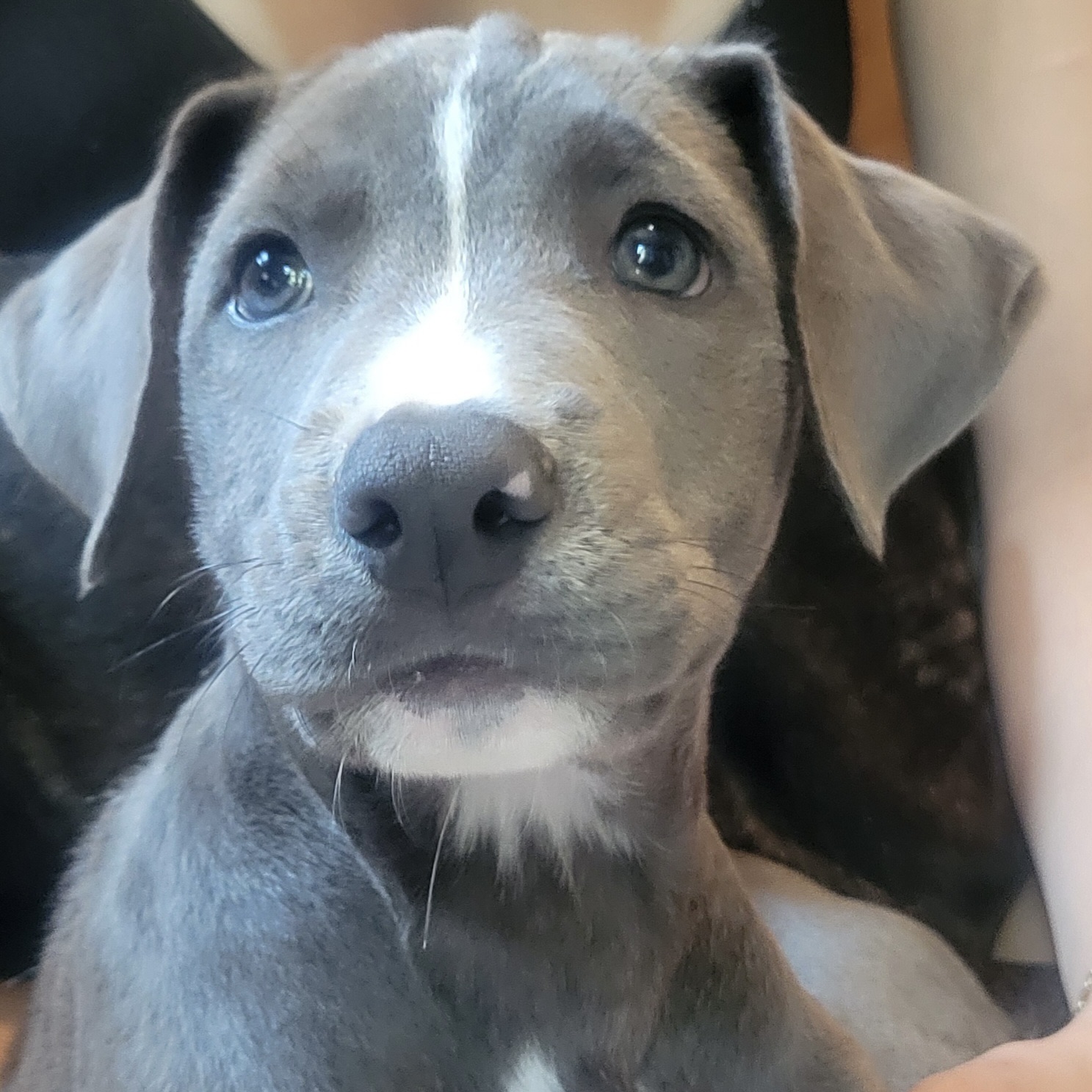 Jessie - Spot's Last Stop Canine Rescue