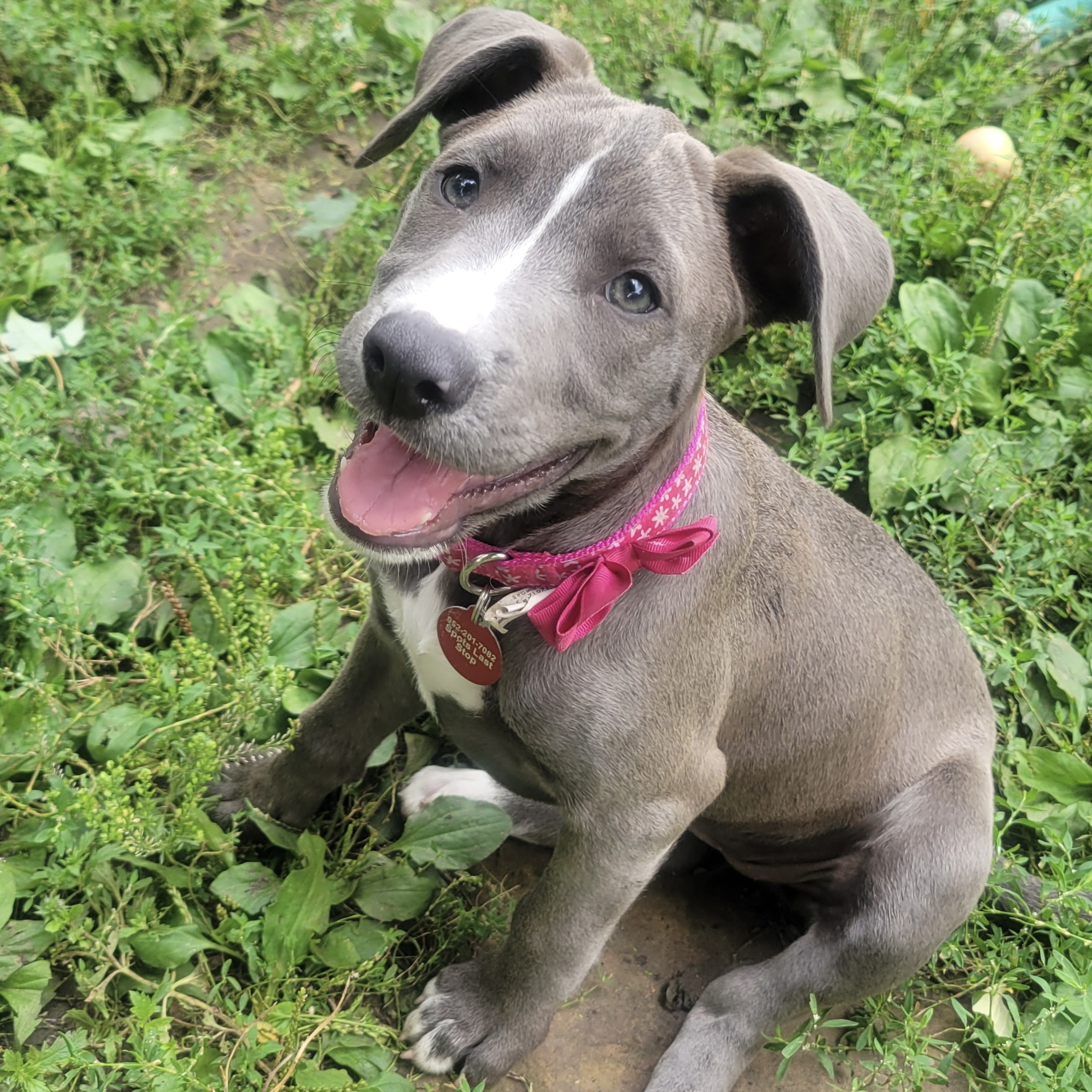 Jessie - Spot's Last Stop Canine Rescue