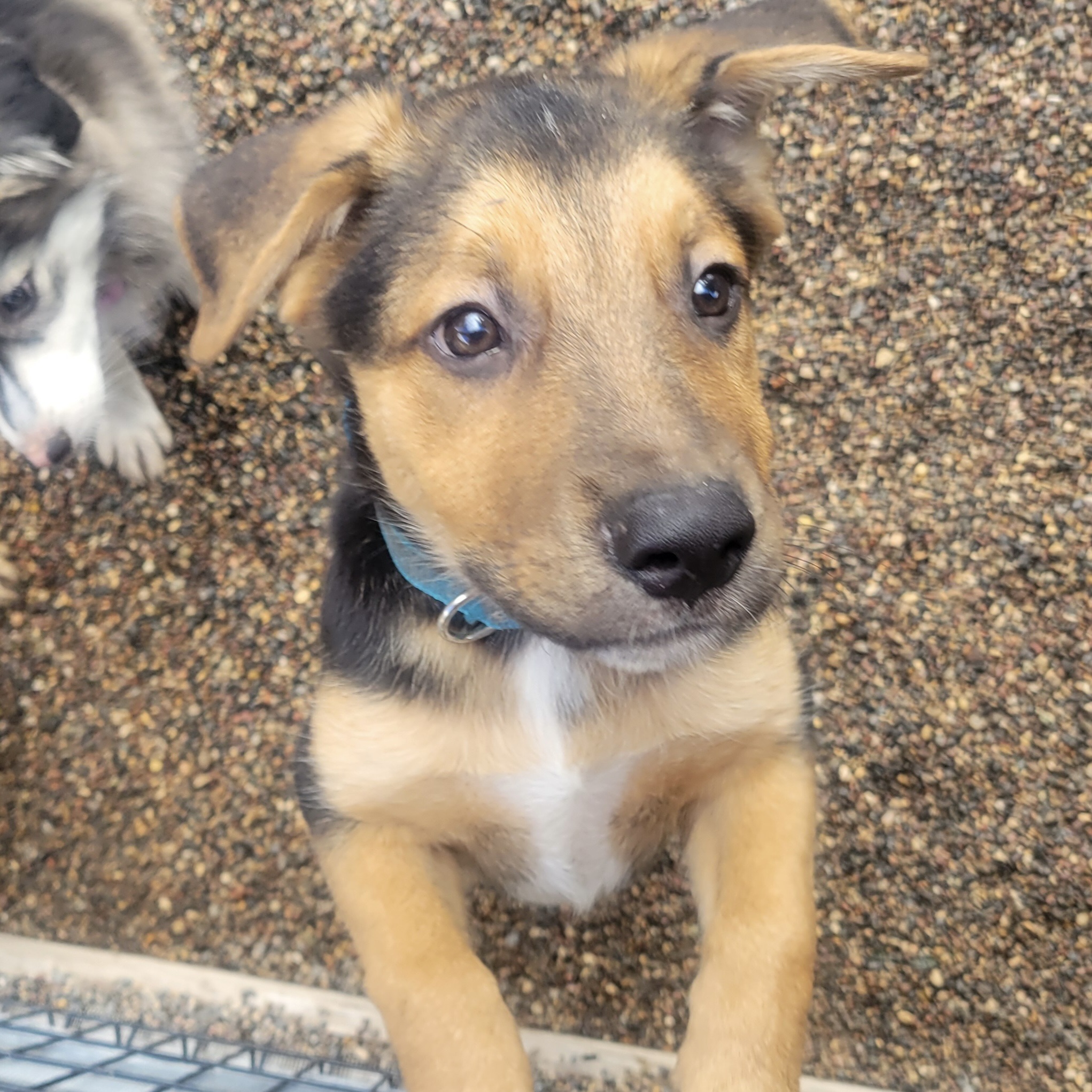 Rob - Spot's Last Stop Canine Rescue