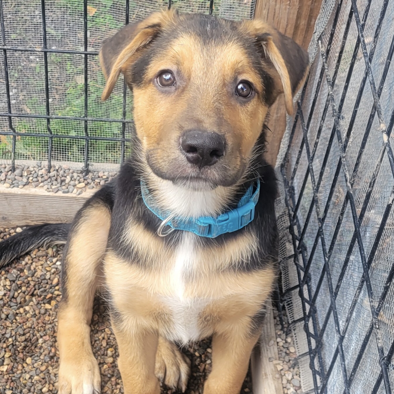 Rob - Spot's Last Stop Canine Rescue