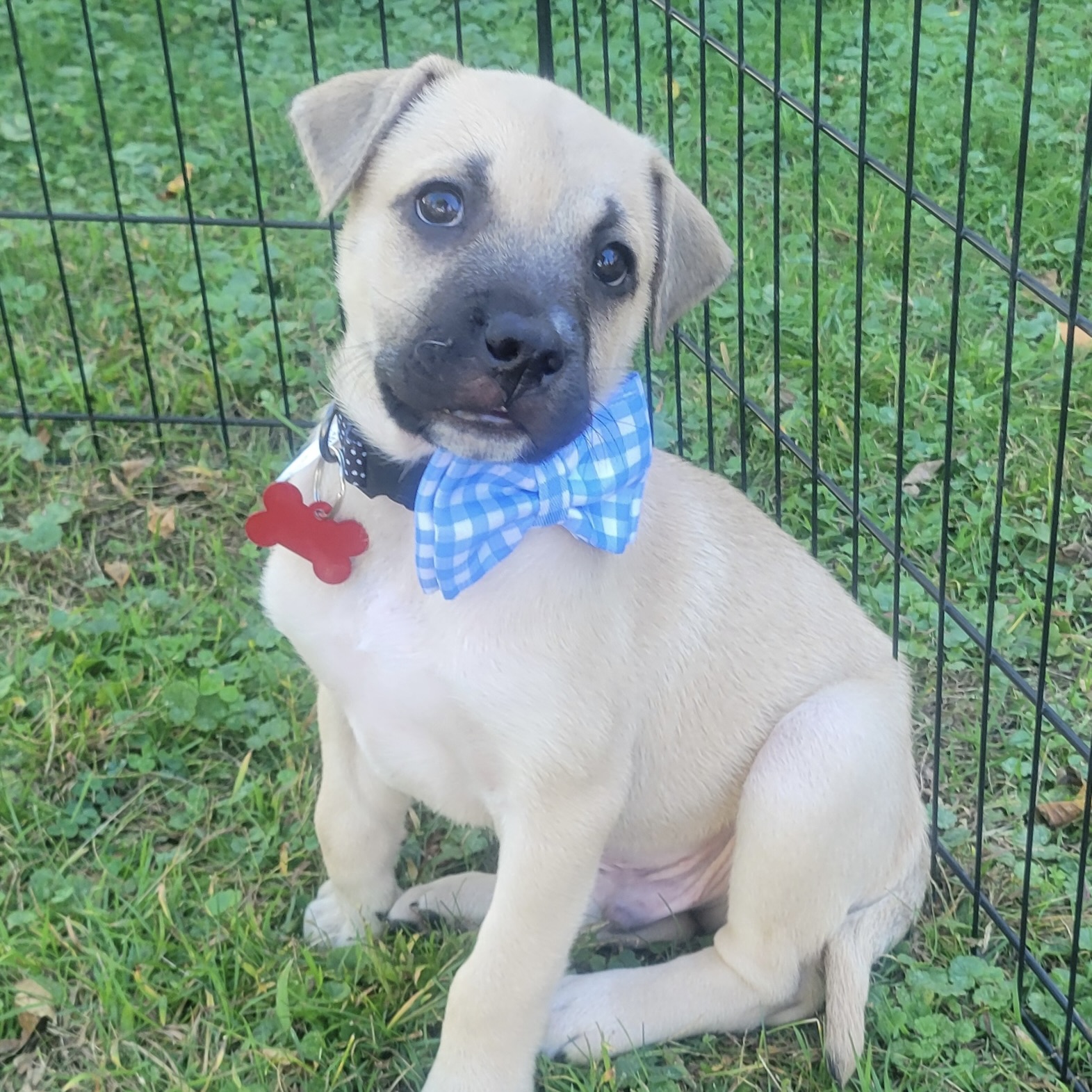 Kevin - Spot's Last Stop Canine Rescue