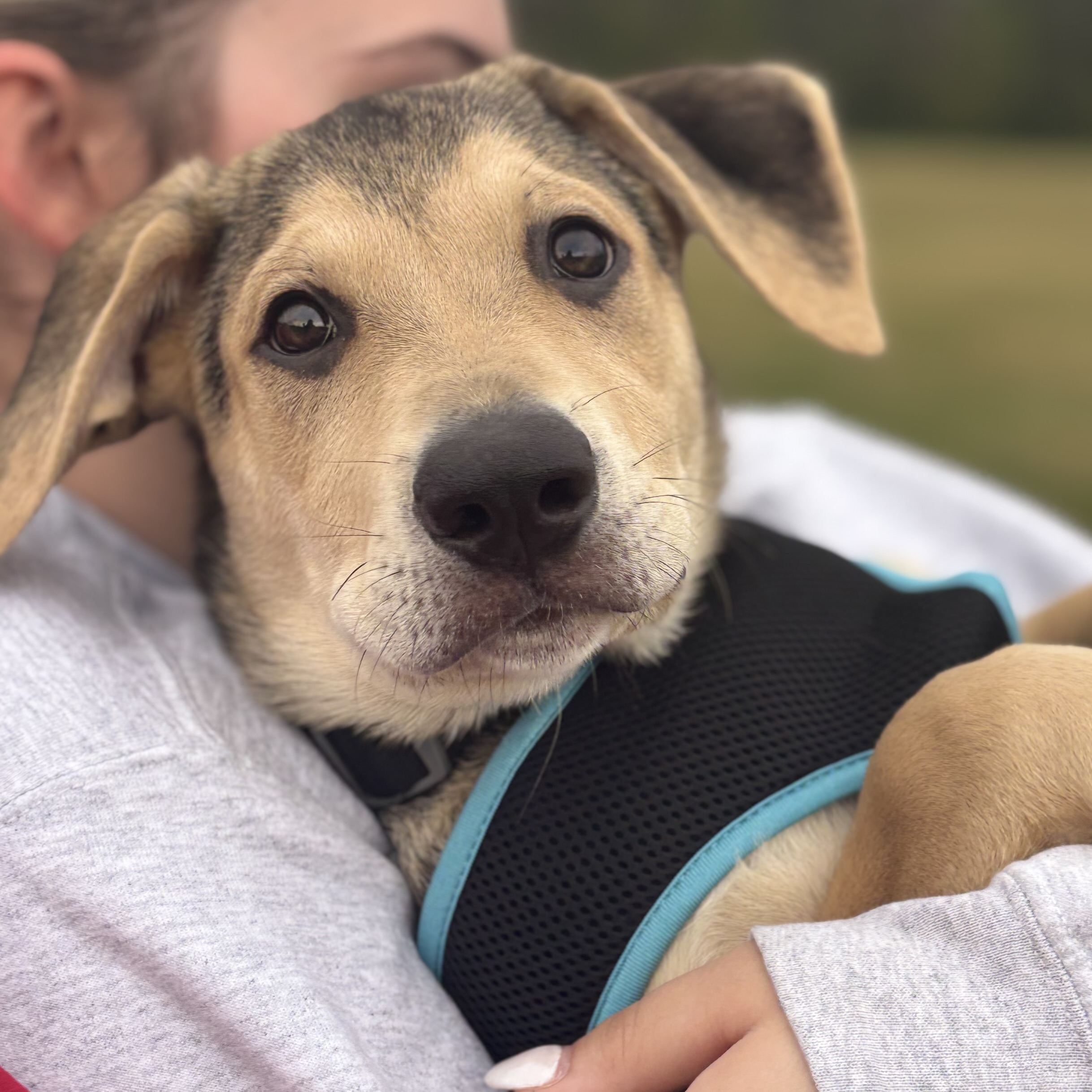 Miguel - Spot's Last Stop Canine Rescue