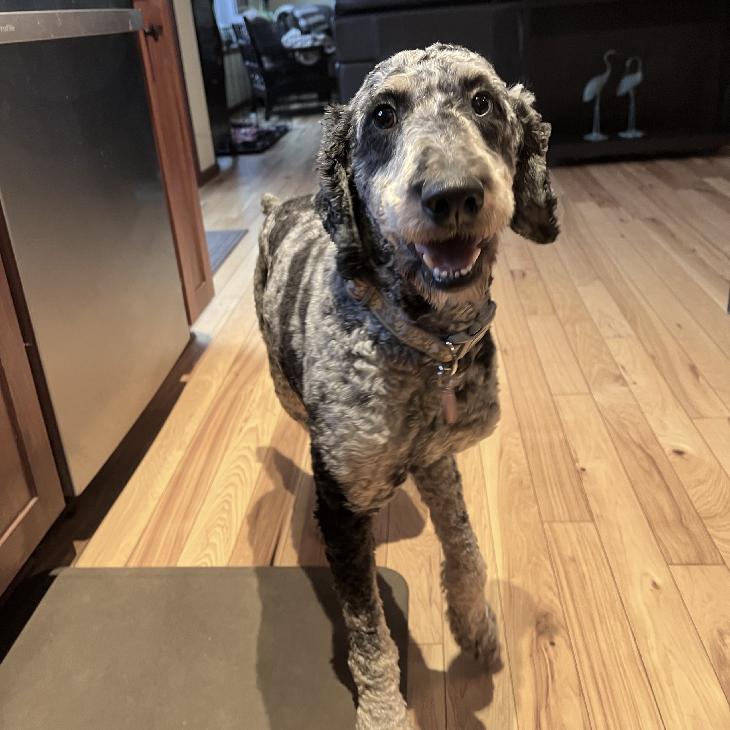 Reggie - Spot's Last Stop Canine Rescue
