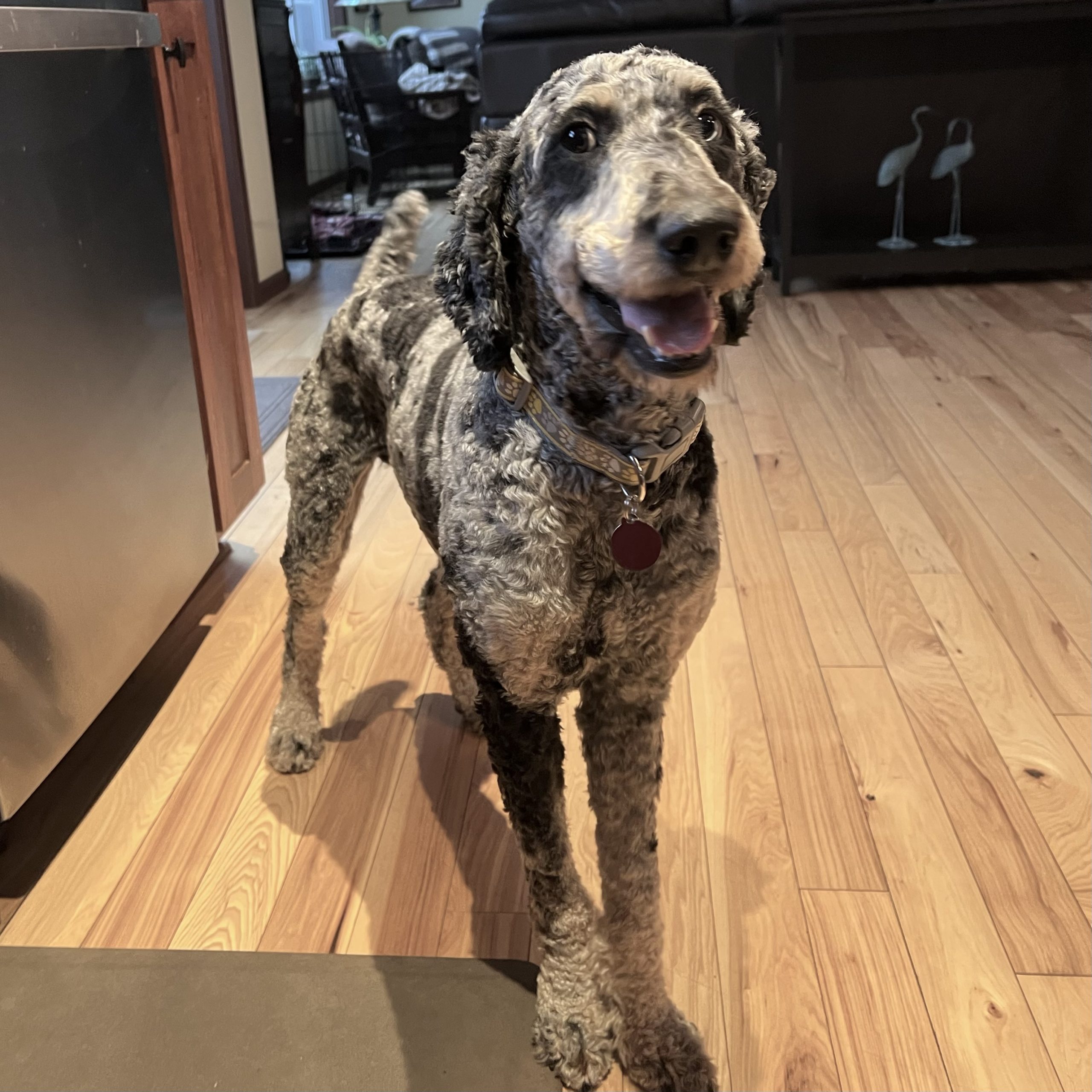 Reggie - Spot's Last Stop Canine Rescue