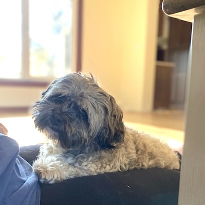 Mocha - Spot's Last Stop Canine Rescue